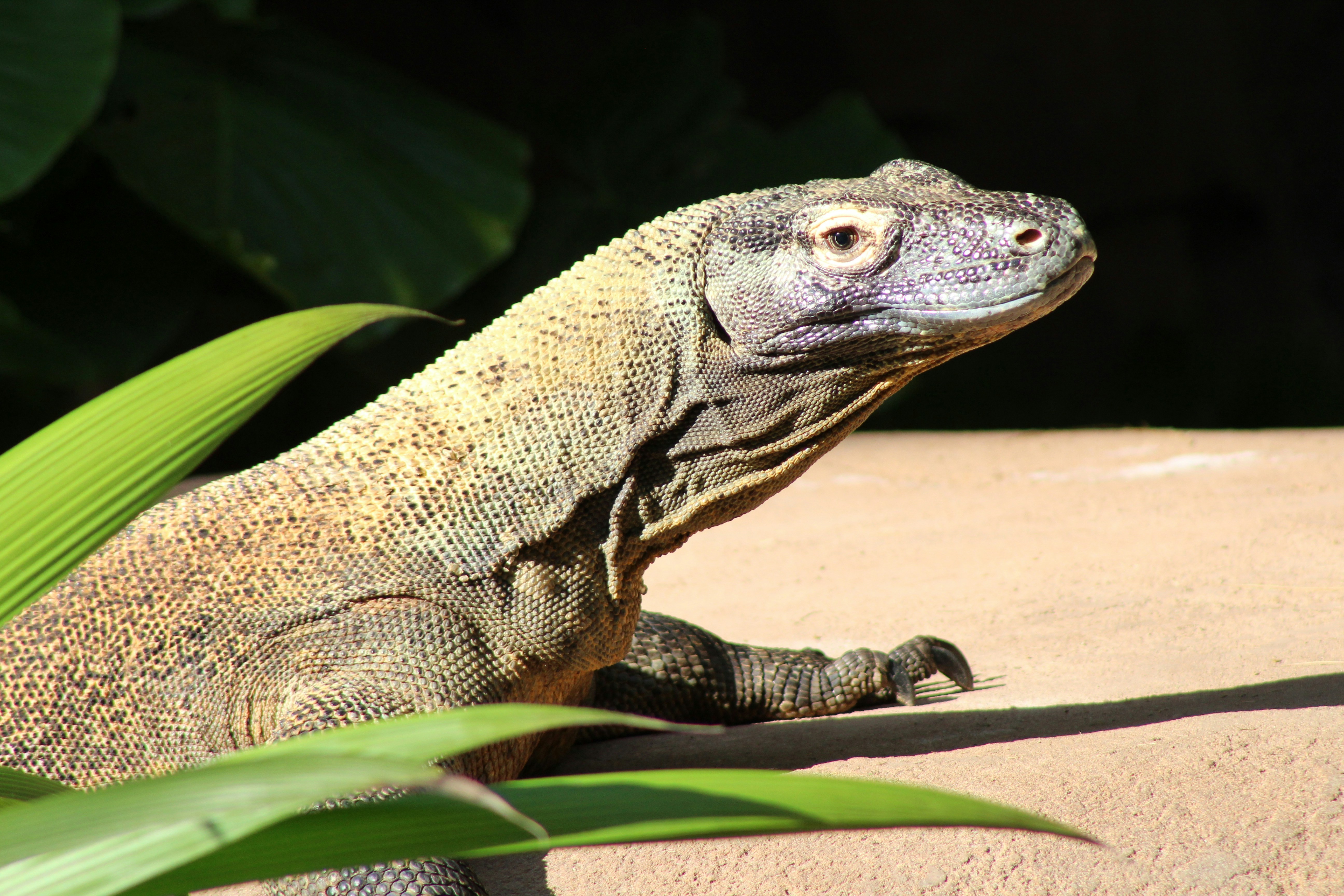 Komodo dragon resting on a sunlit rock, partially obscured by tropical foliage. The reptile's textured skin and piercing eyes are prominently displayed.