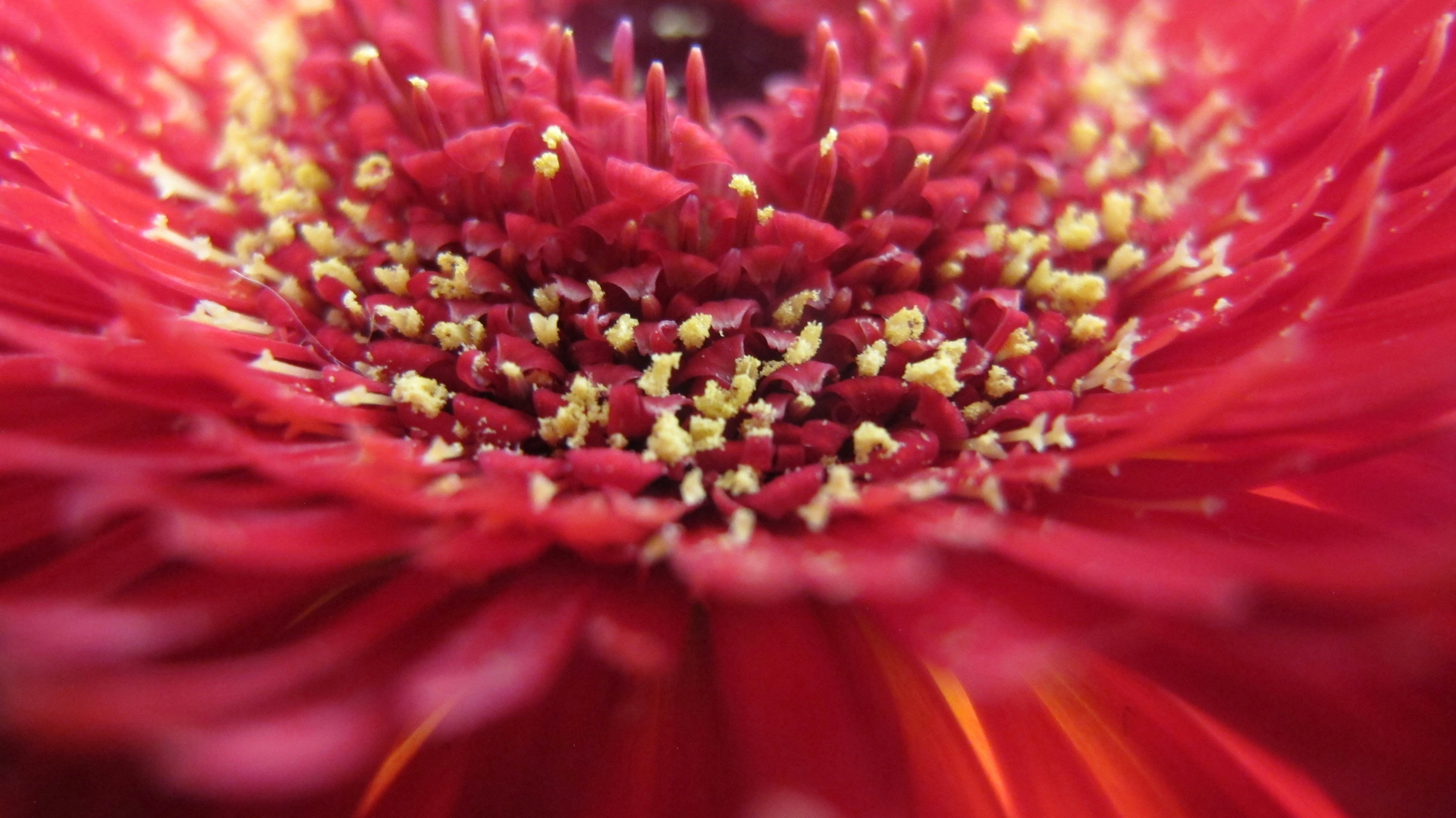 Close-up of a vibrant red flower showcasing intricate petals and yellow pollen structures.