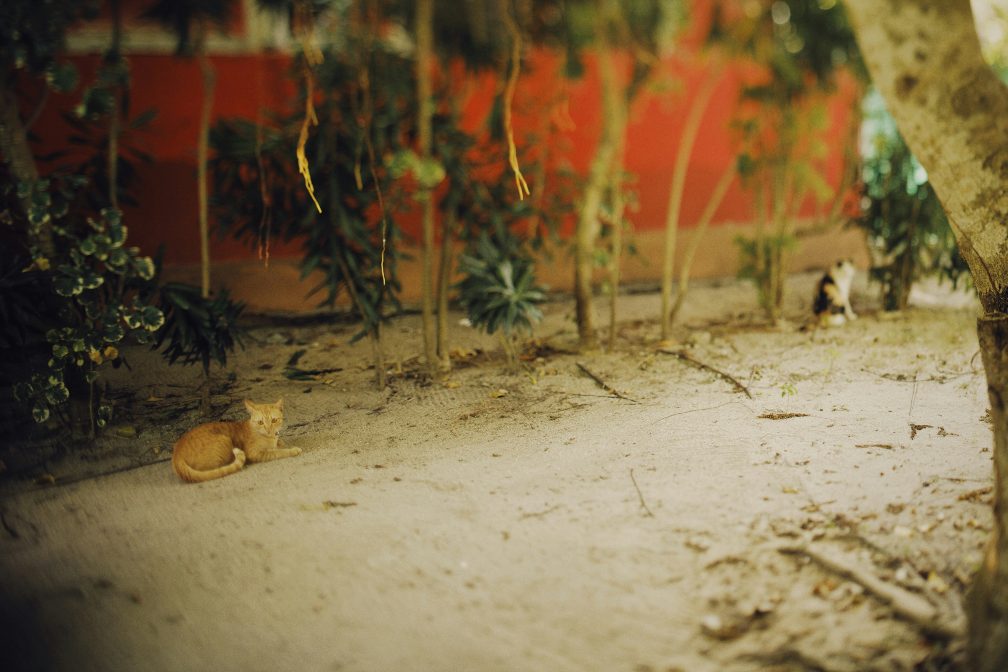 a cat laying on the ground next to a tree