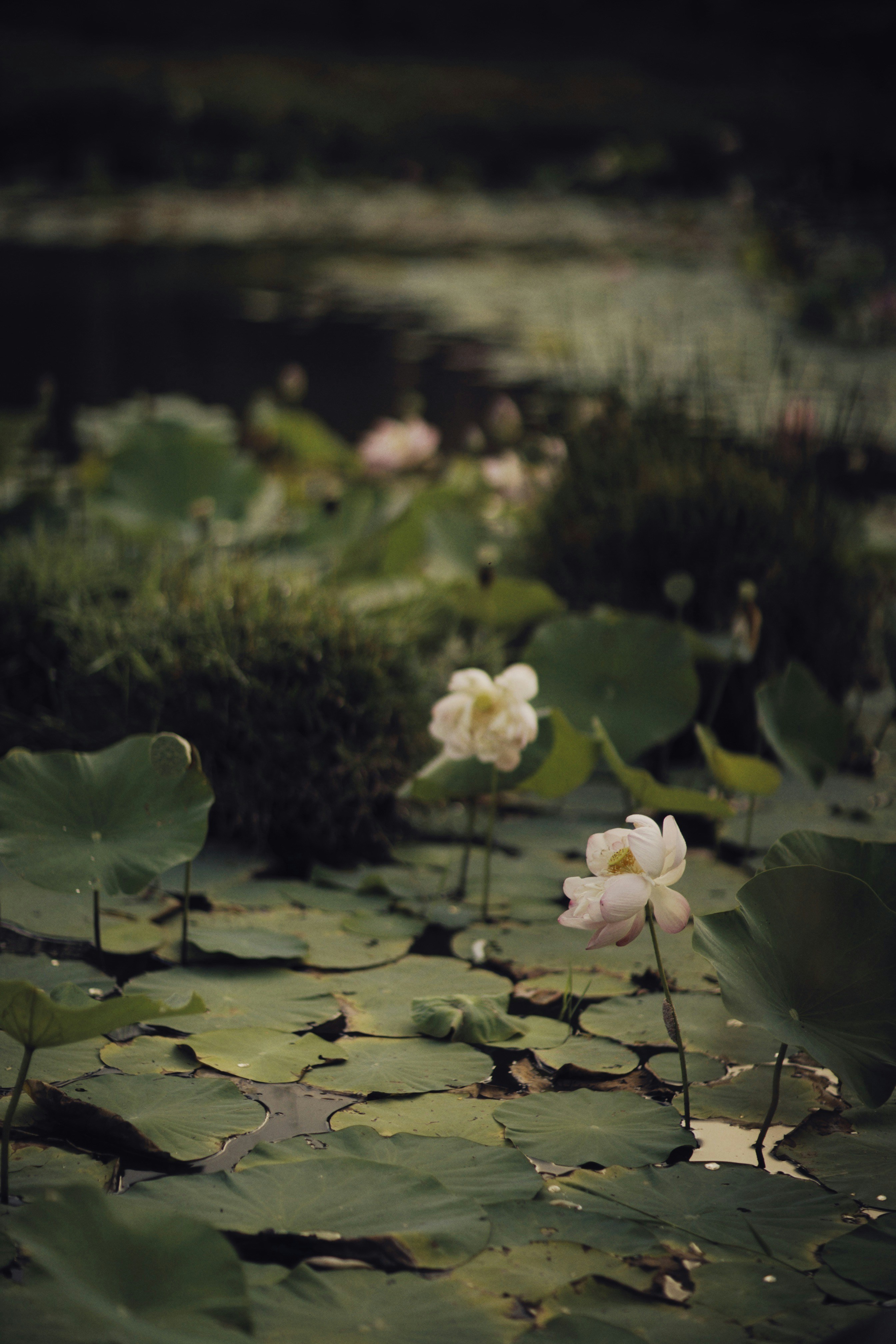 Delicate white lotus flowers rise above a sea of lush green lily pads on a tranquil pond. The soft light enhances the peaceful atmosphere.