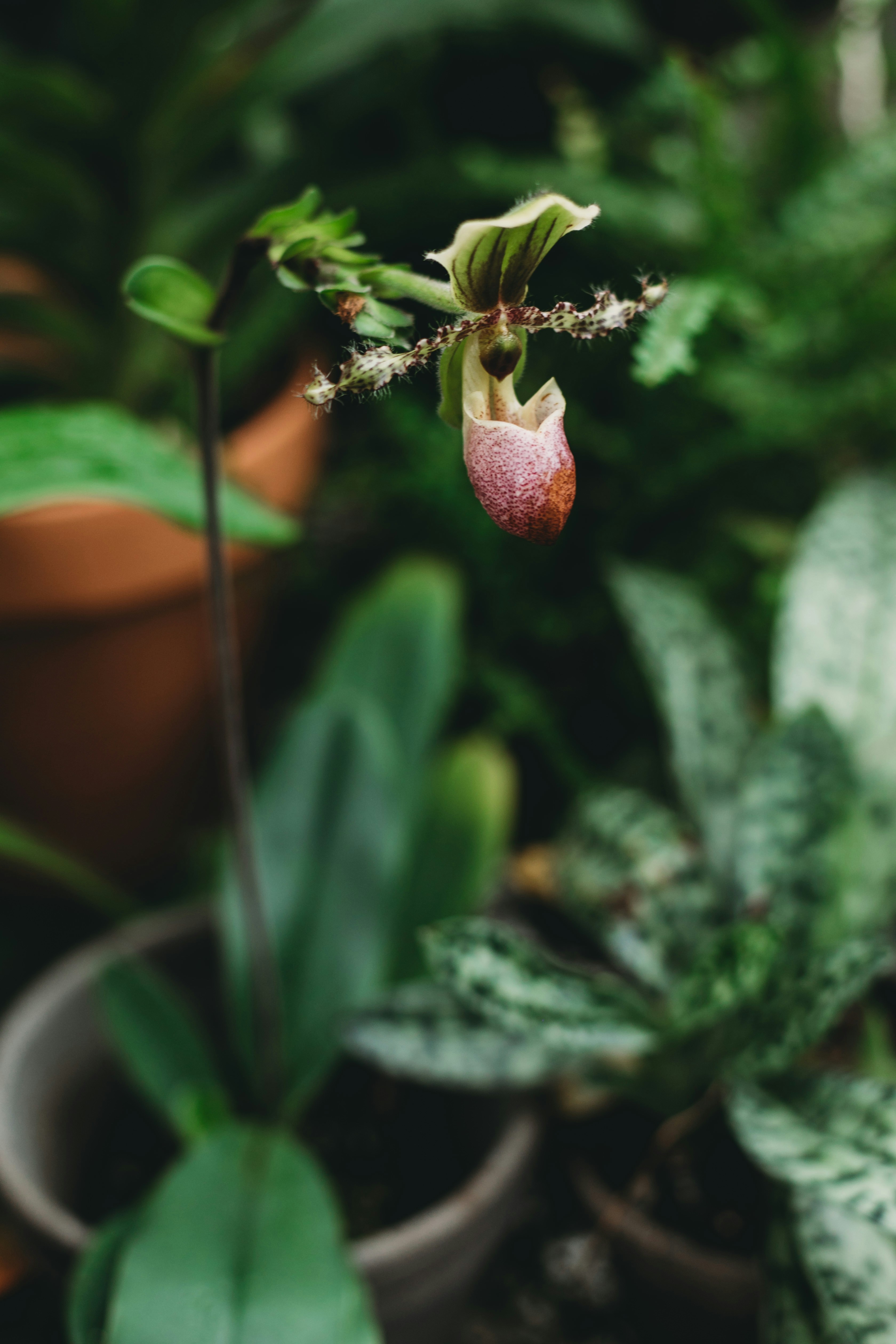 A delicate orchid blooms amidst lush greenery, showcasing its unique shape and vibrant colors. The background features various plants in soft focus.