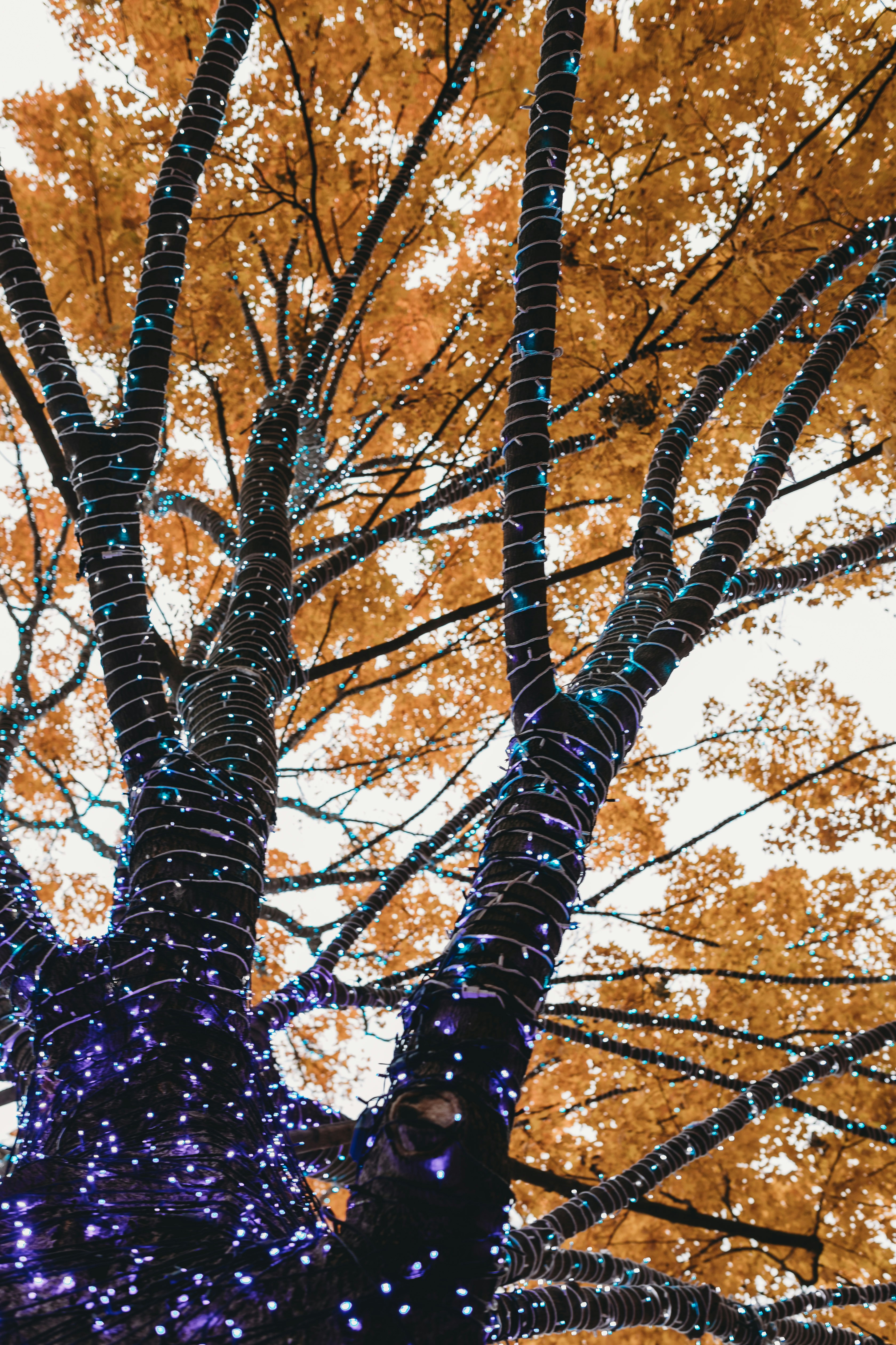 Tree Wrapped with Christmas Lights in Fall