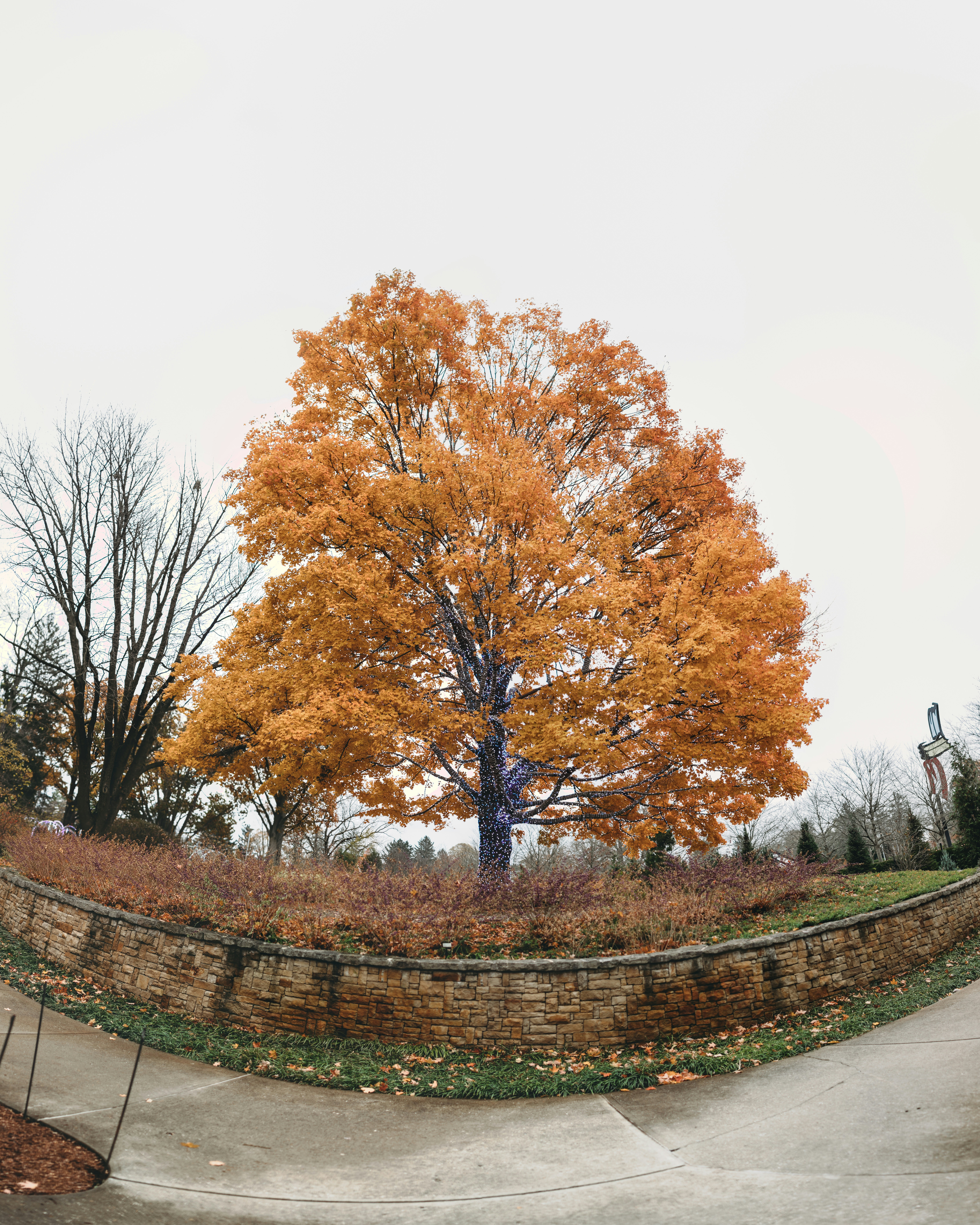 Autumn Crown: a solitary orange tree framed by a curved stone wall
