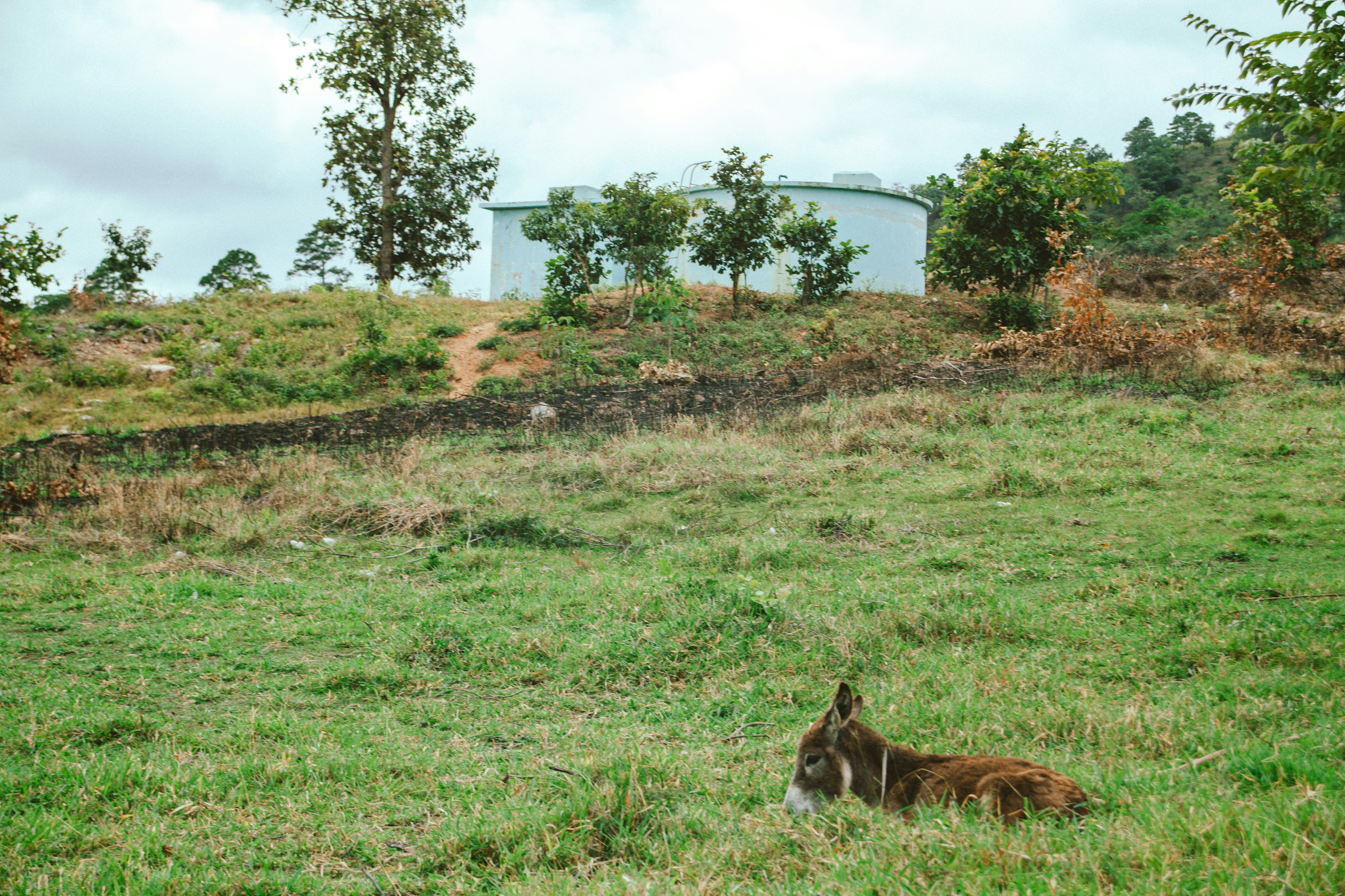 Hushed Pasture: A Donkey Resting Beneath Open Skies