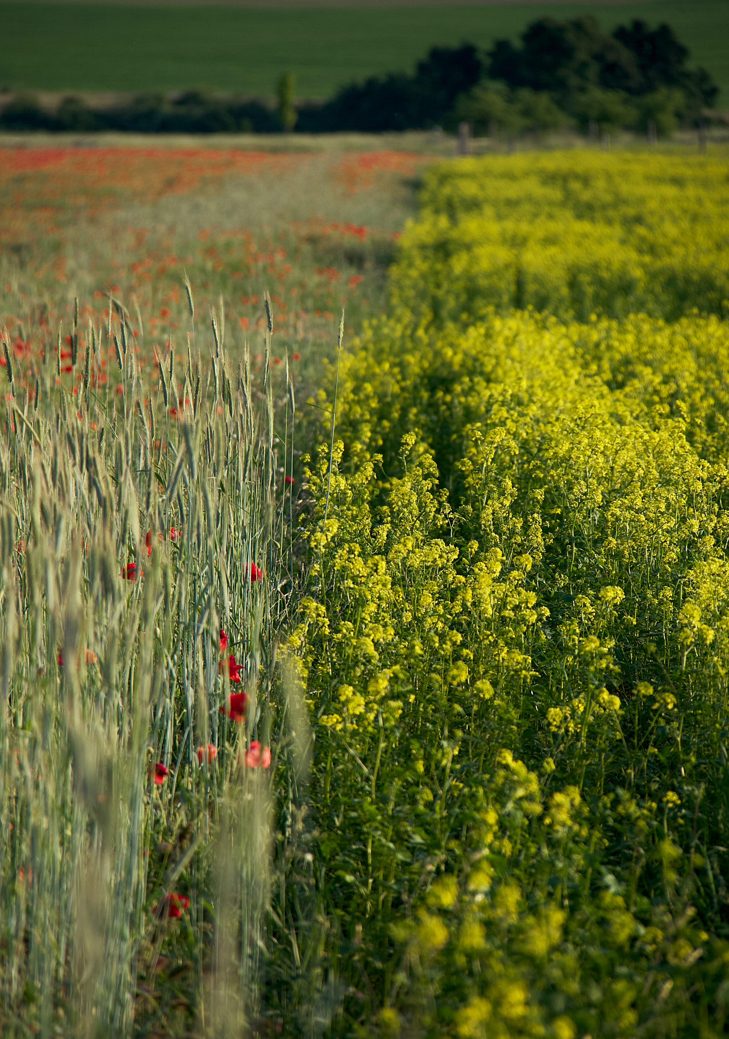 Vibrant fields of red poppies and lush yellow flowers create a striking contrast, framed by green hills in the background.