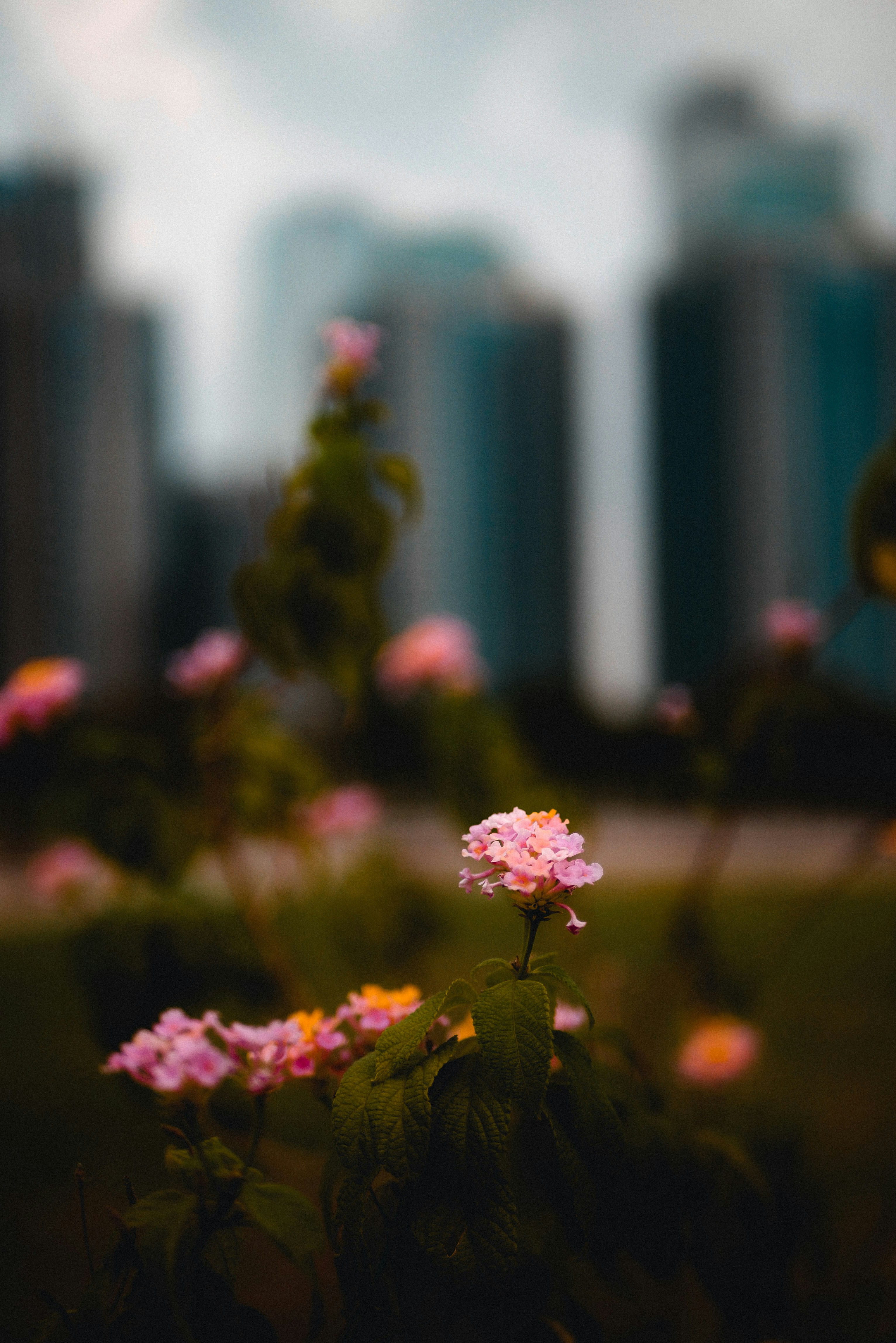 a bunch of flowers that are in the grass