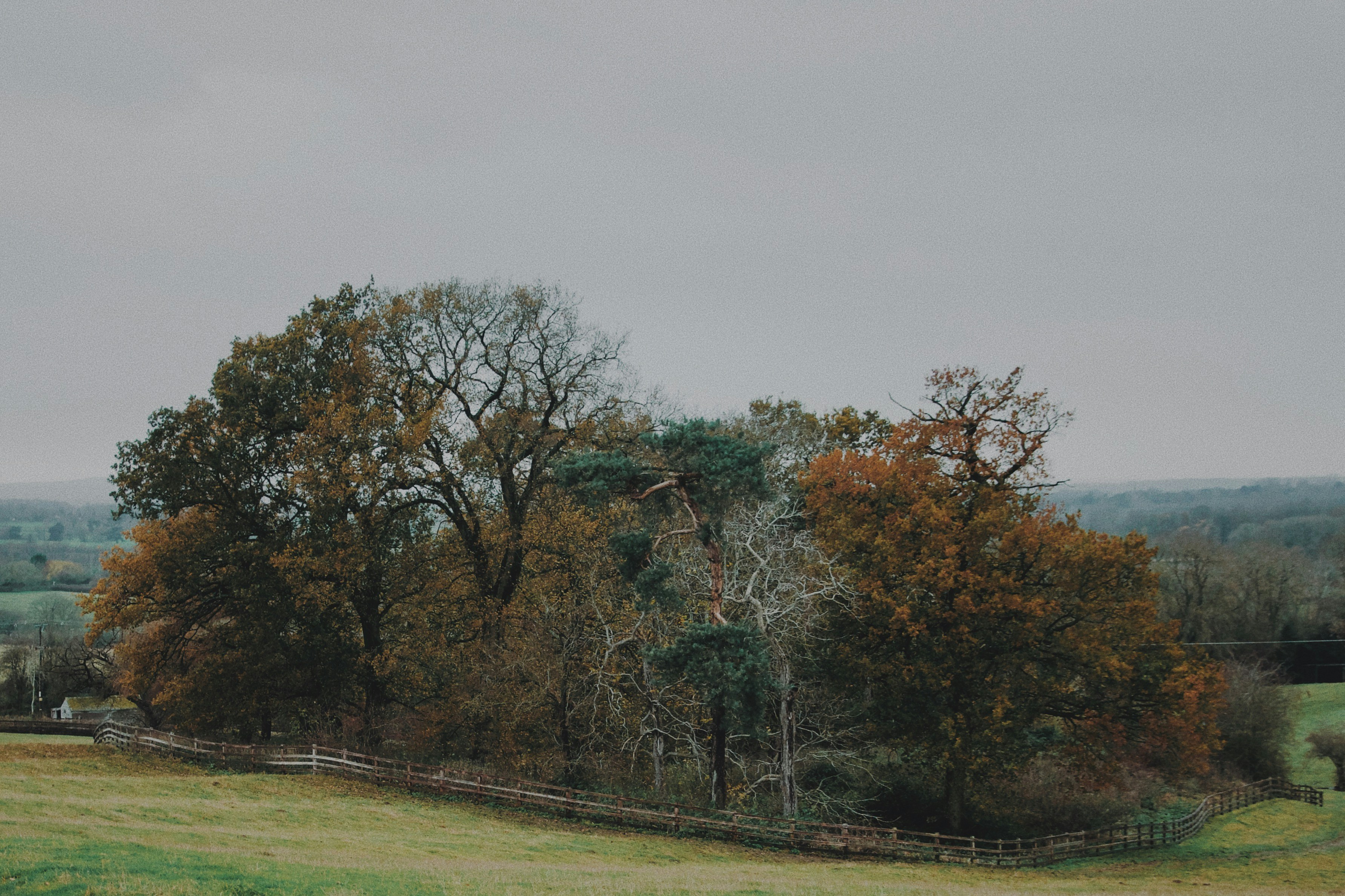 Vibrant autumn trees stand amidst rolling green hills under a gray sky.