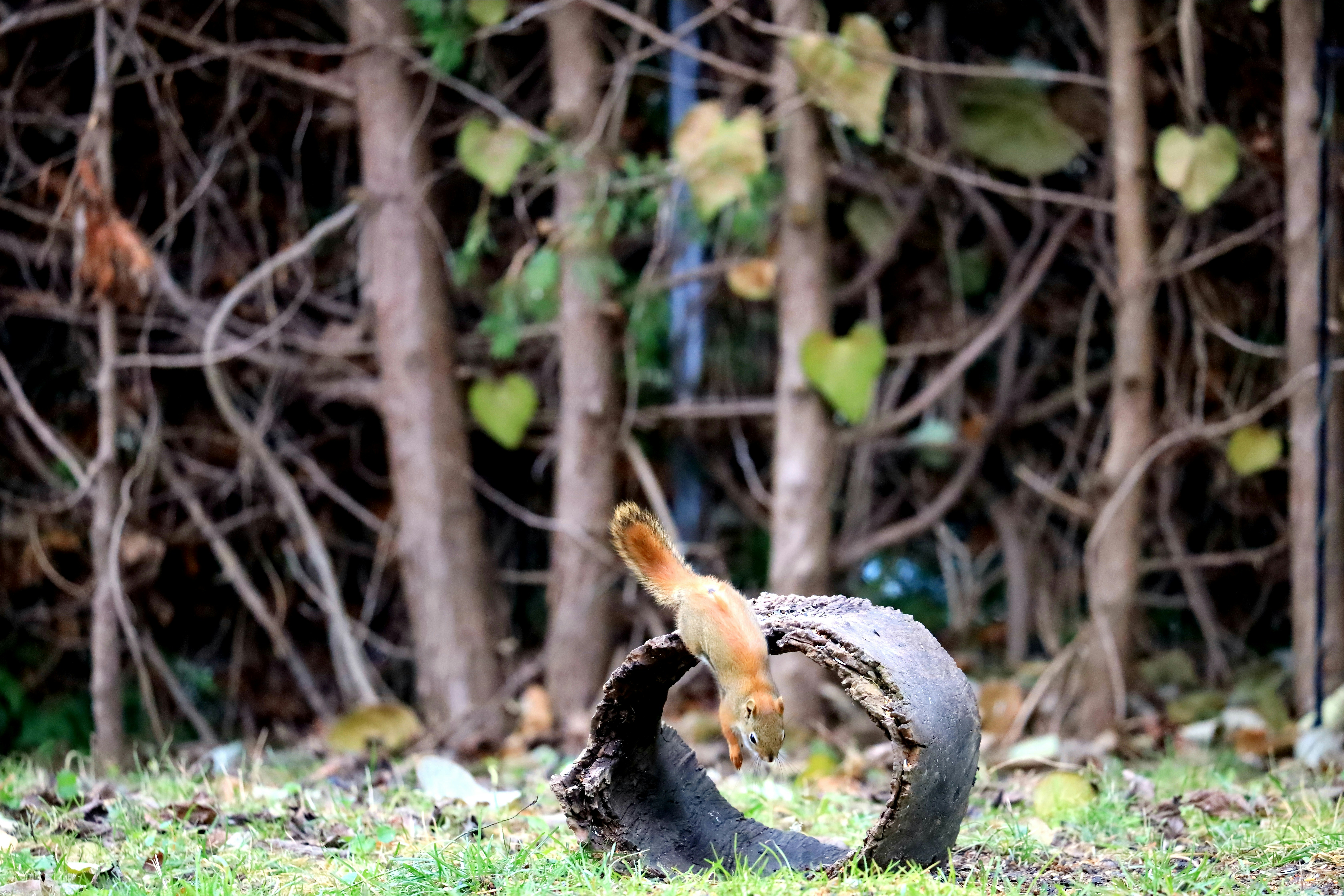 Emergence from the Ring: Red Fox in a Quiet Clearing
