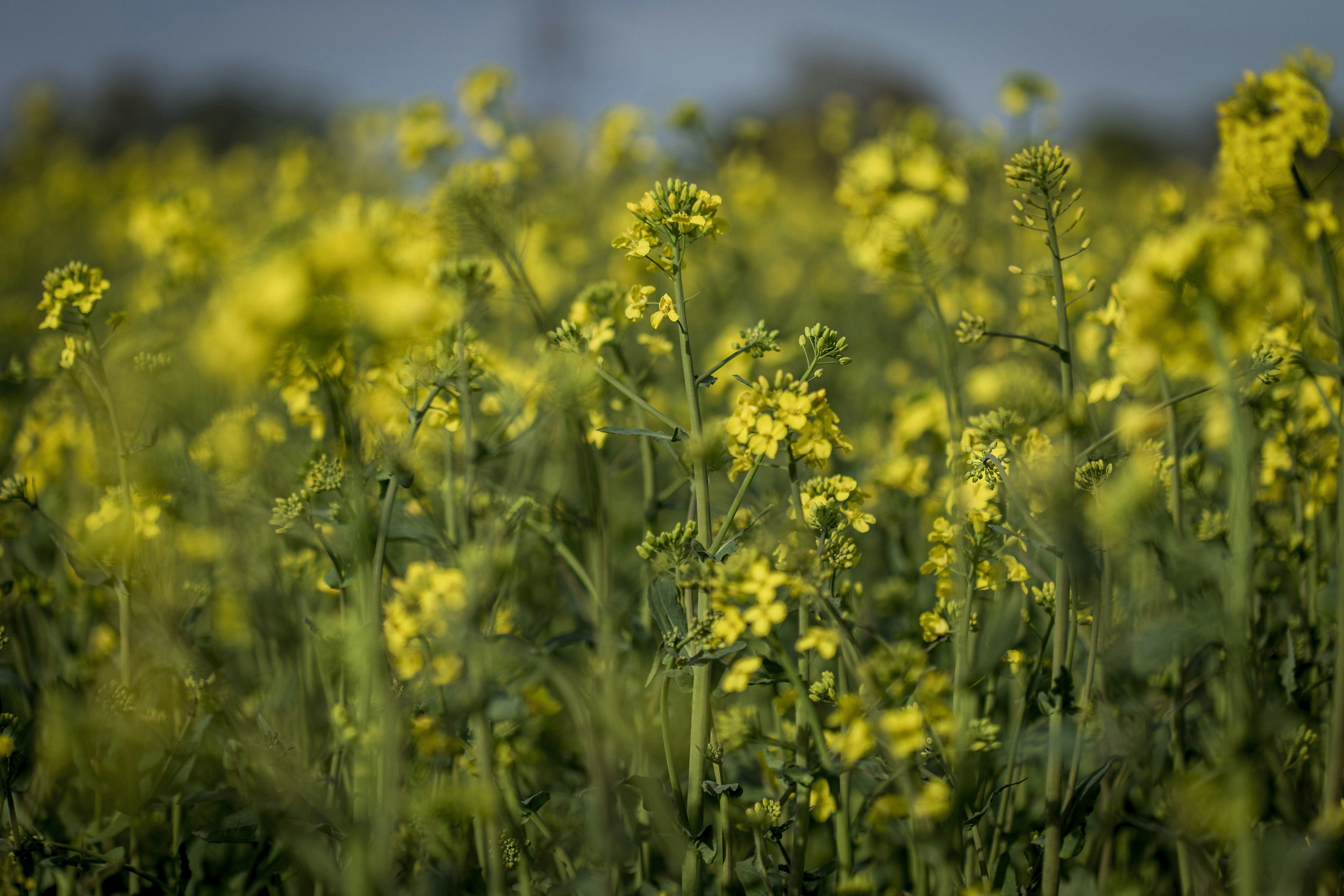 Yellow Field in Soft Focus: a Sunlit Canopy of Mustard Blooms