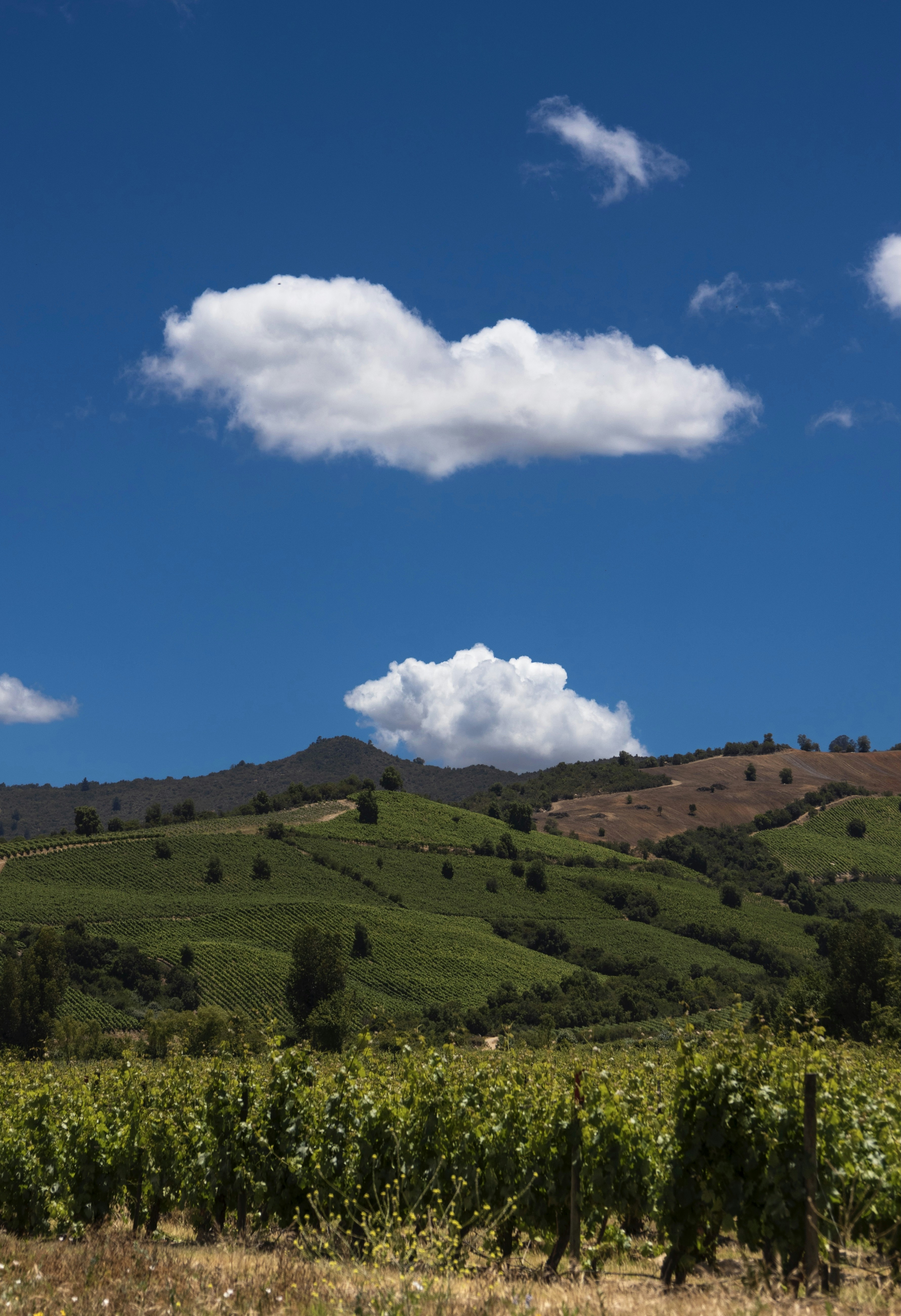 Wineyards in Apalta Valley (Chile)