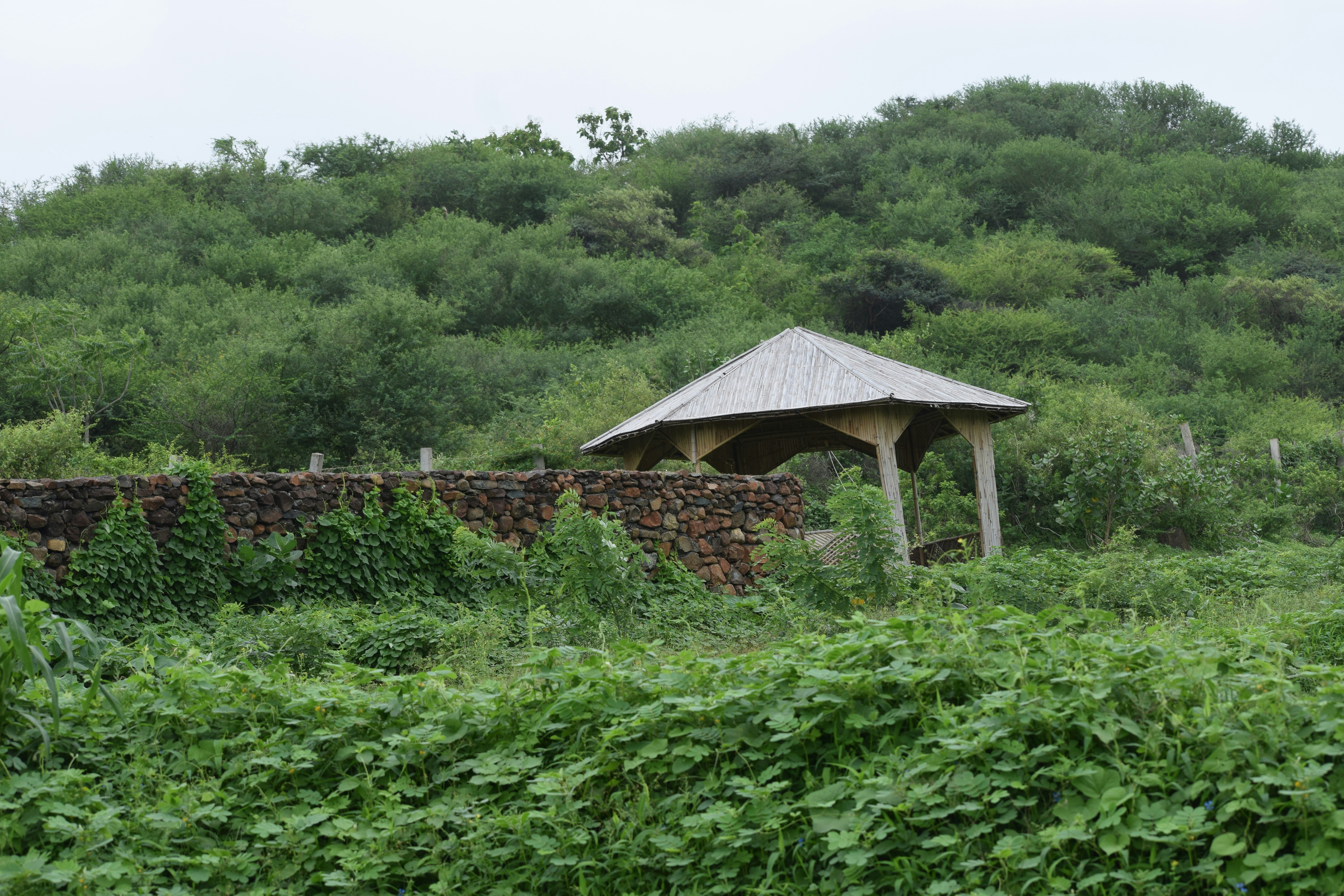 Whispered Shelter: A Pavilion Nestled Along a Stone Wall