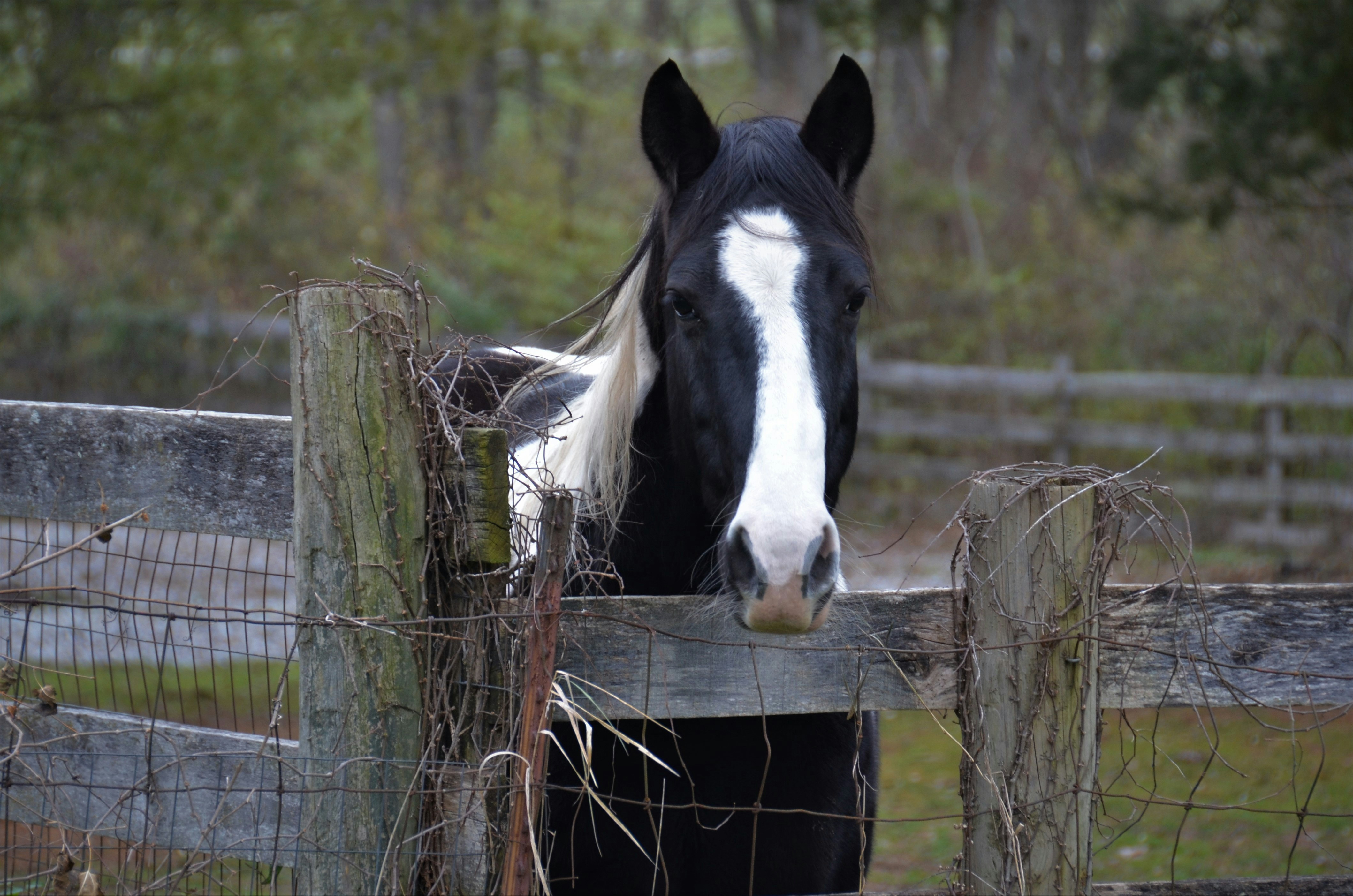 Black and white horse