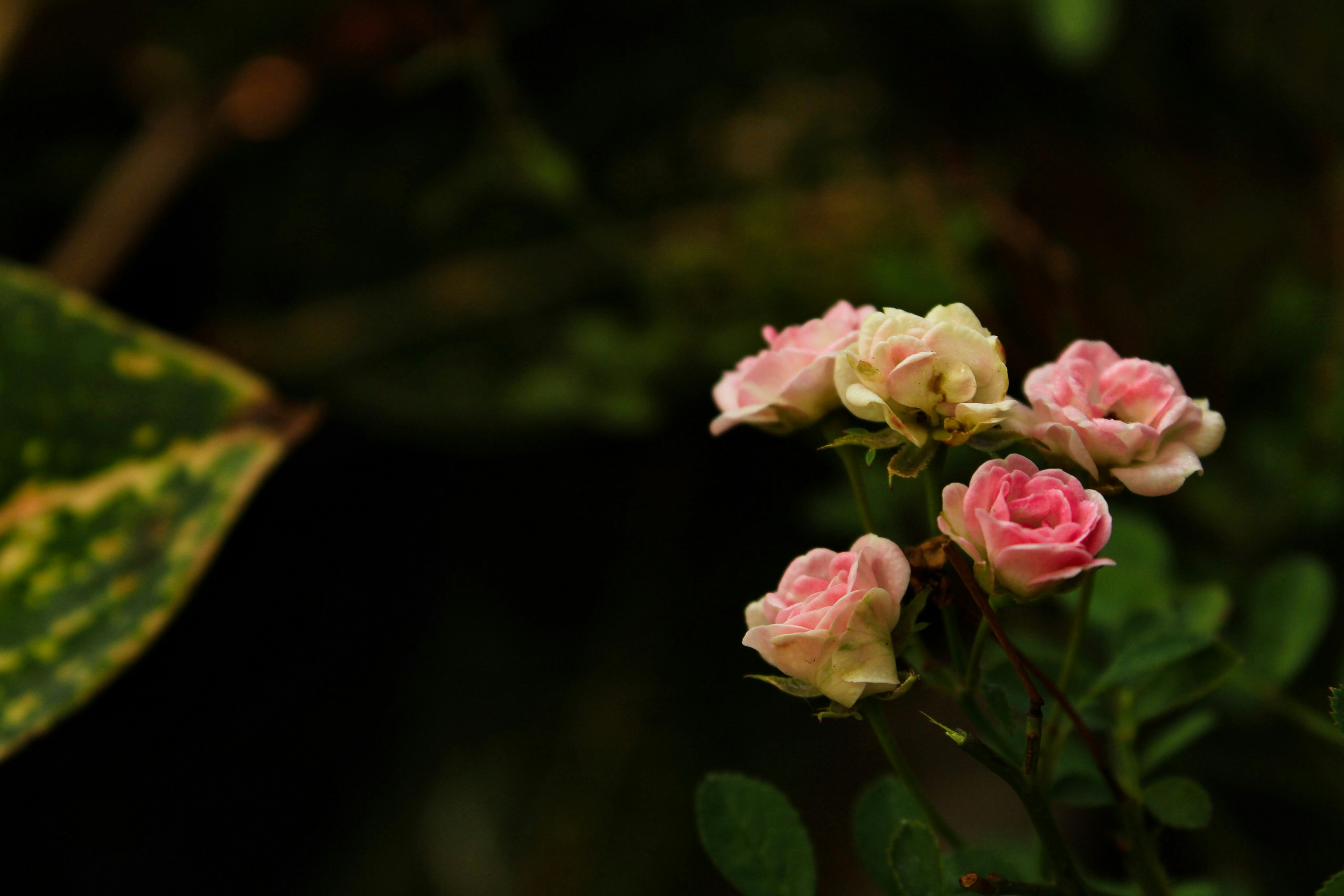 Cluster of soft pink roses surrounded by lush green foliage, showcasing nature's intricate beauty.