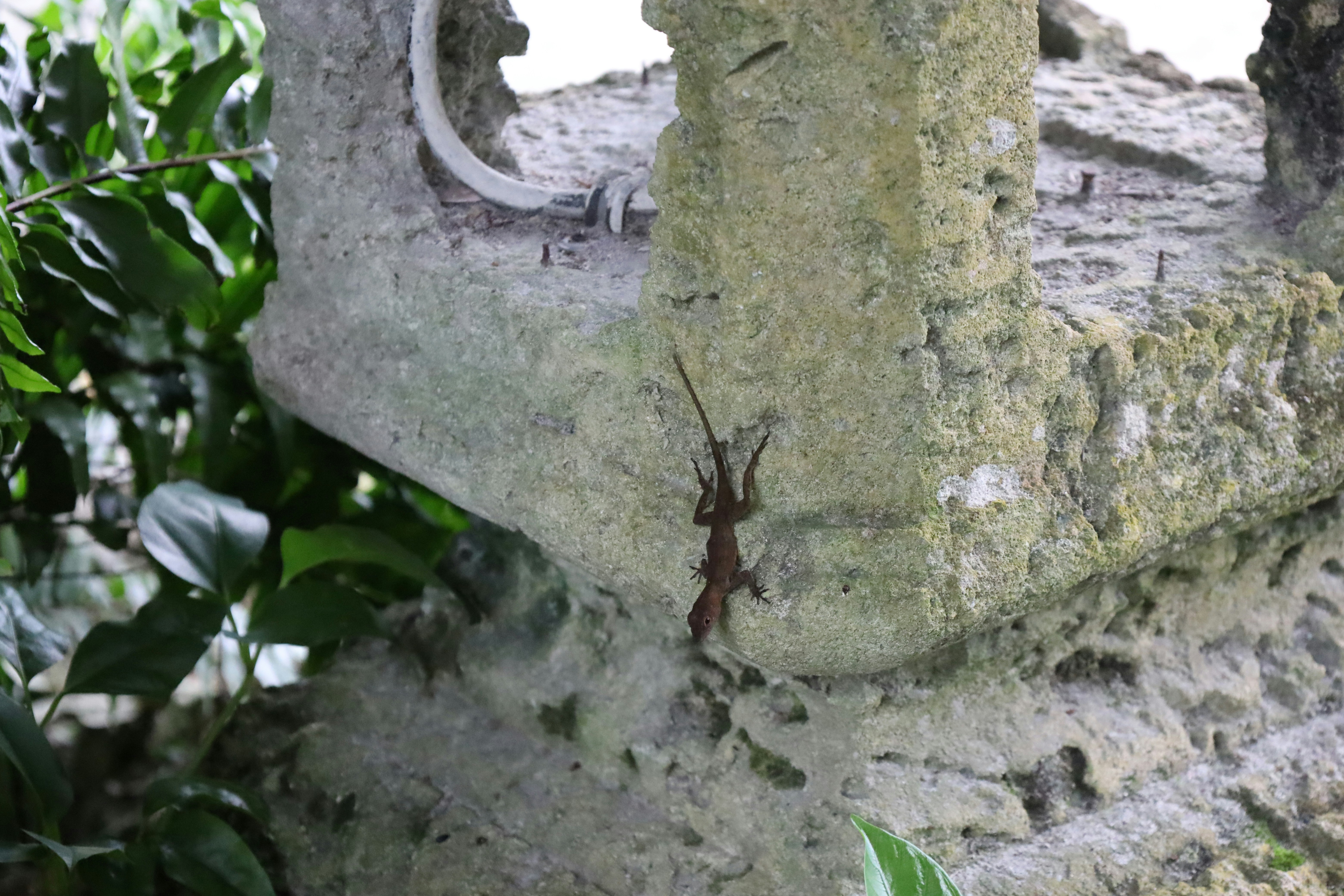 a couple of small brown bugs on a stone wall