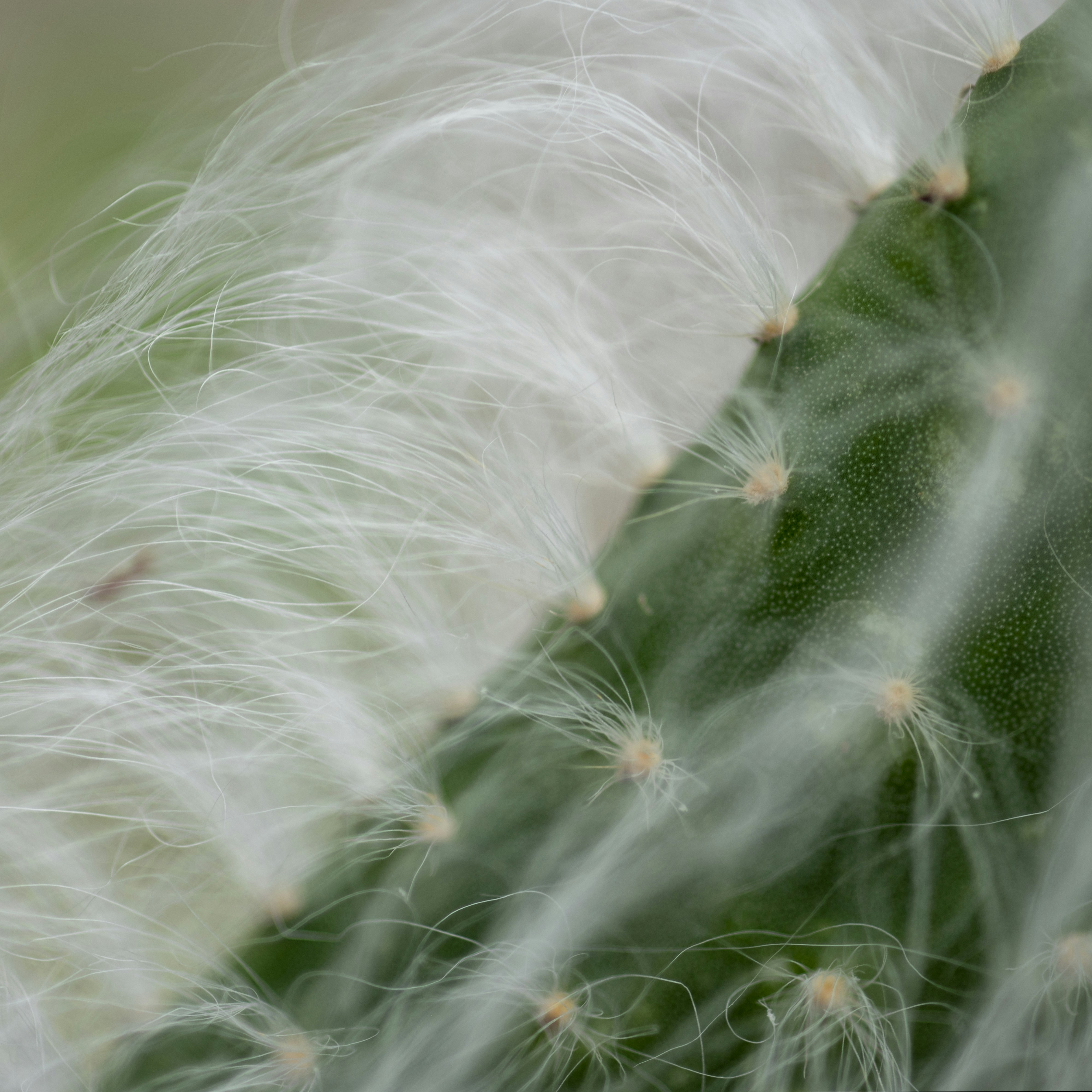 White-tufted spine of a cactus close-up