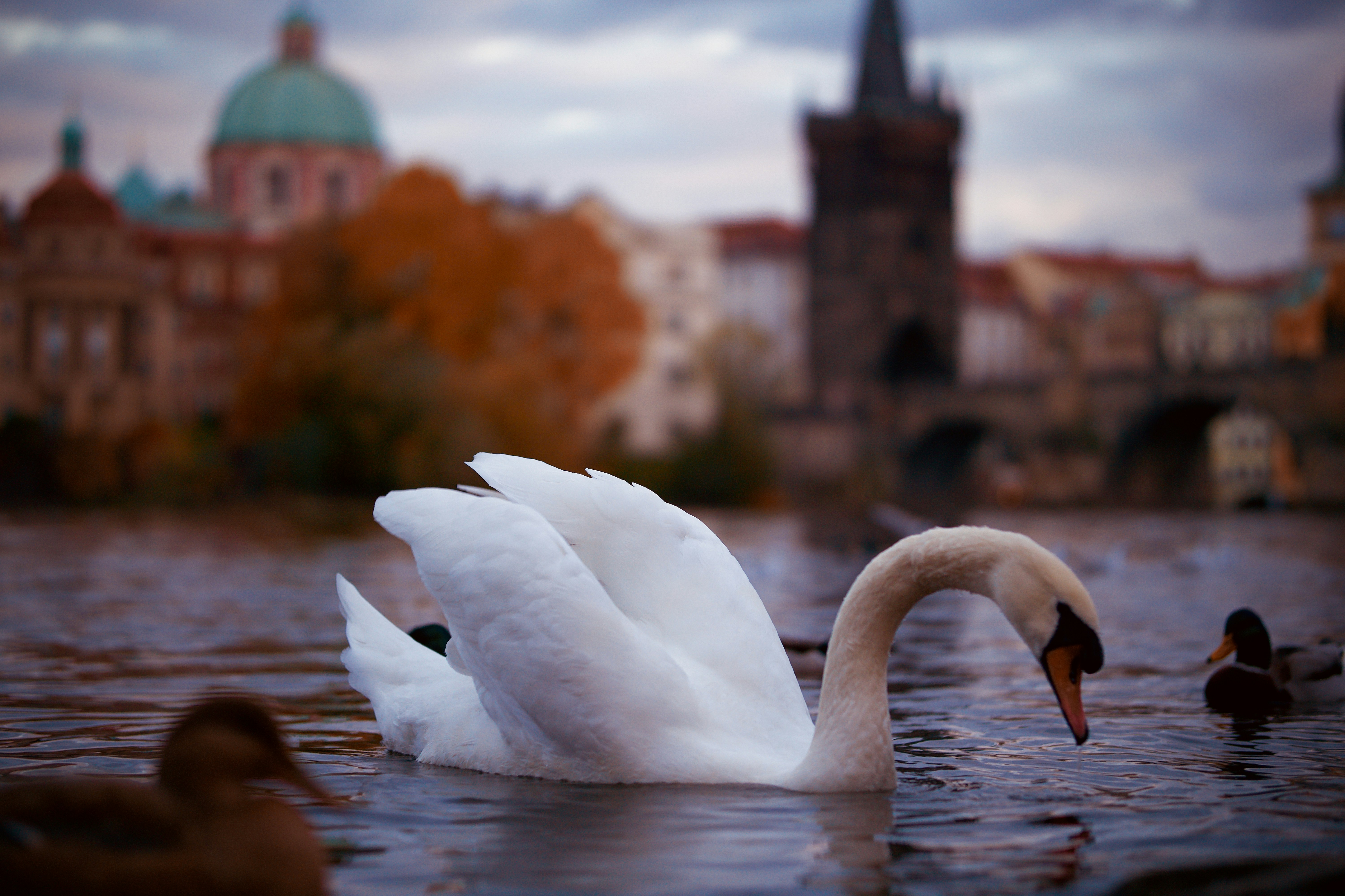 A graceful swan glides through the tranquil waters, surrounded by autumn foliage and historic architecture in the background.