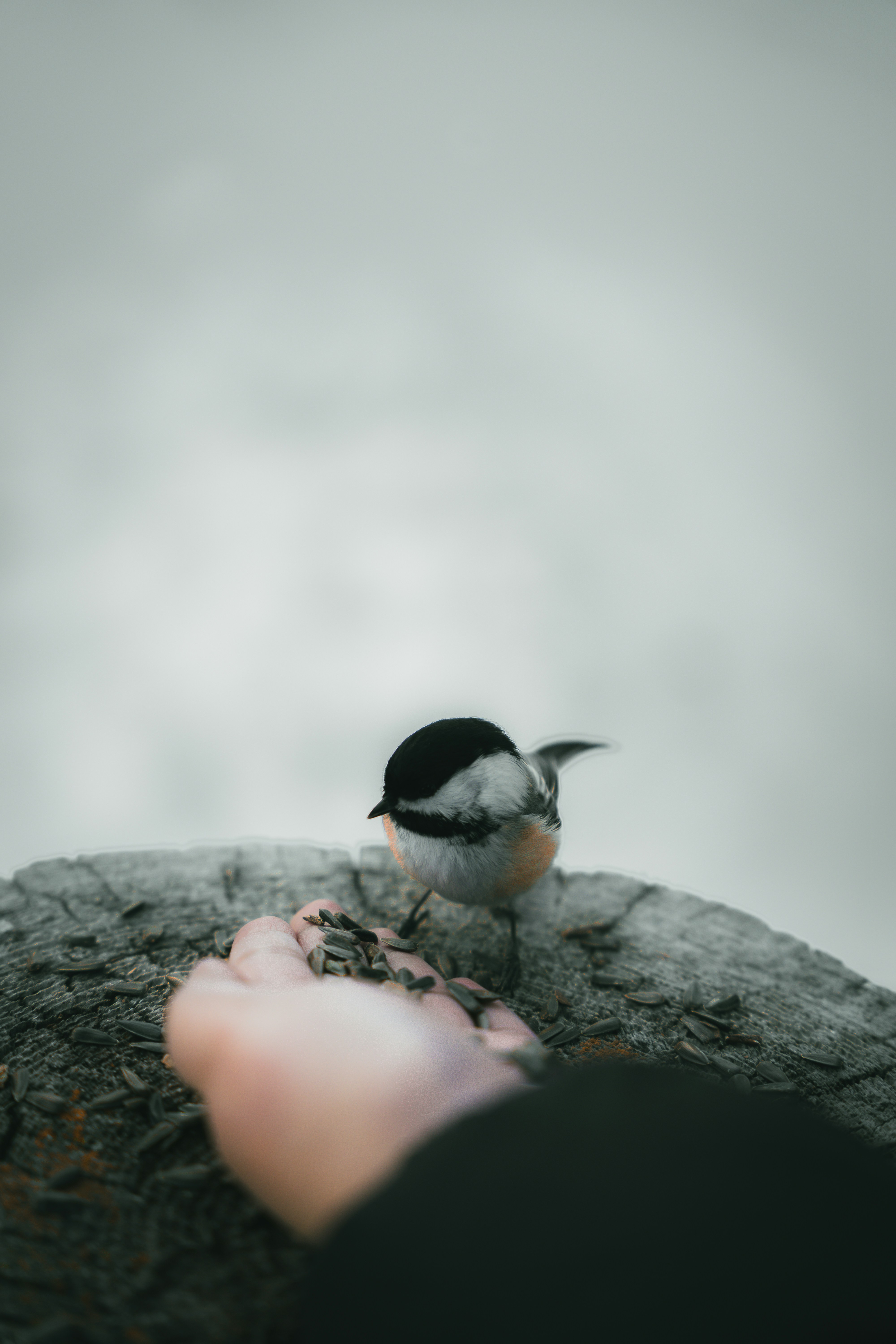 Feeding Moment: A Chickadee Perches on a Weathered Rock