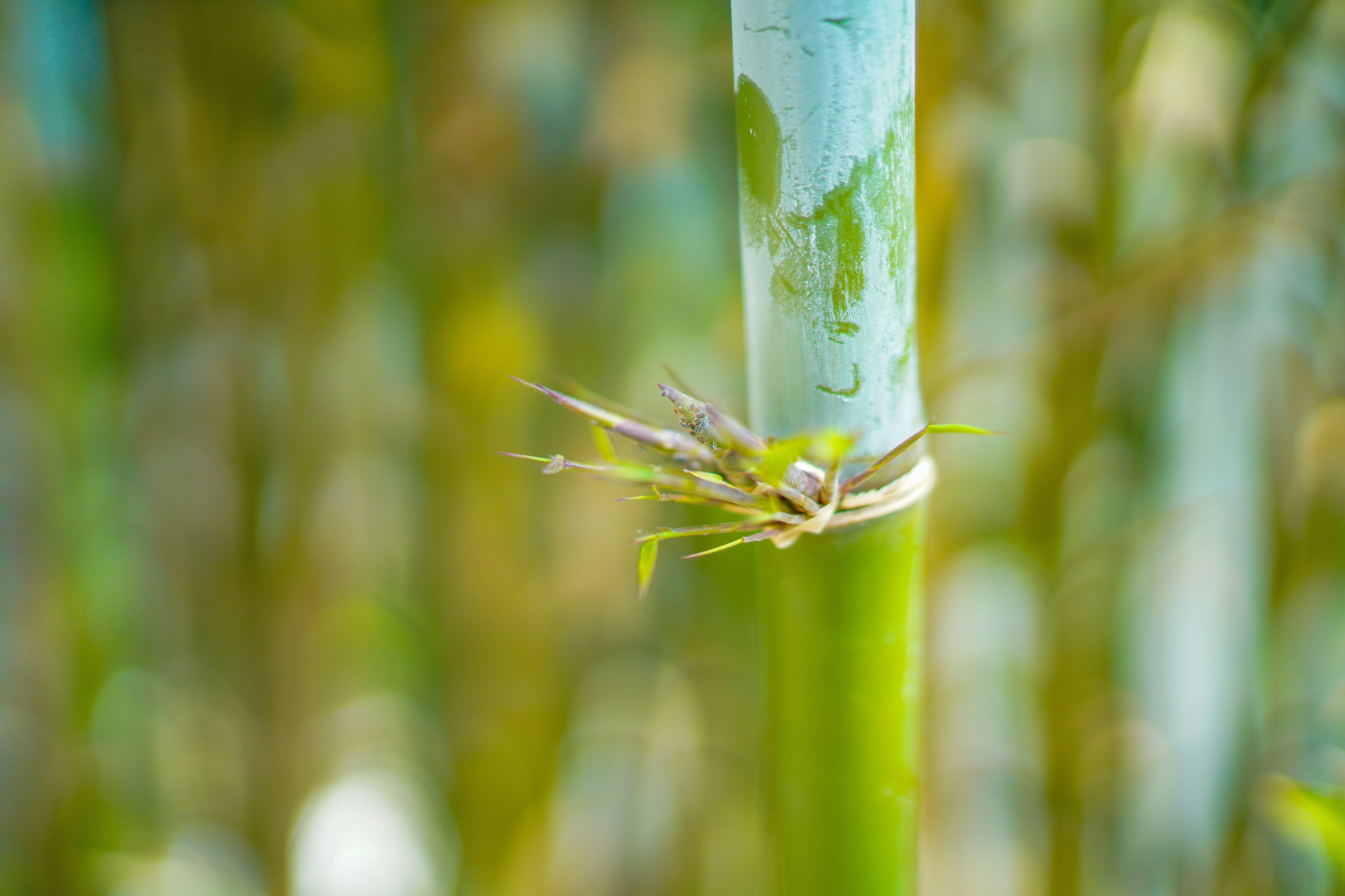 A close up of a bamboo stalk with a bug crawling on it photo – Free ...