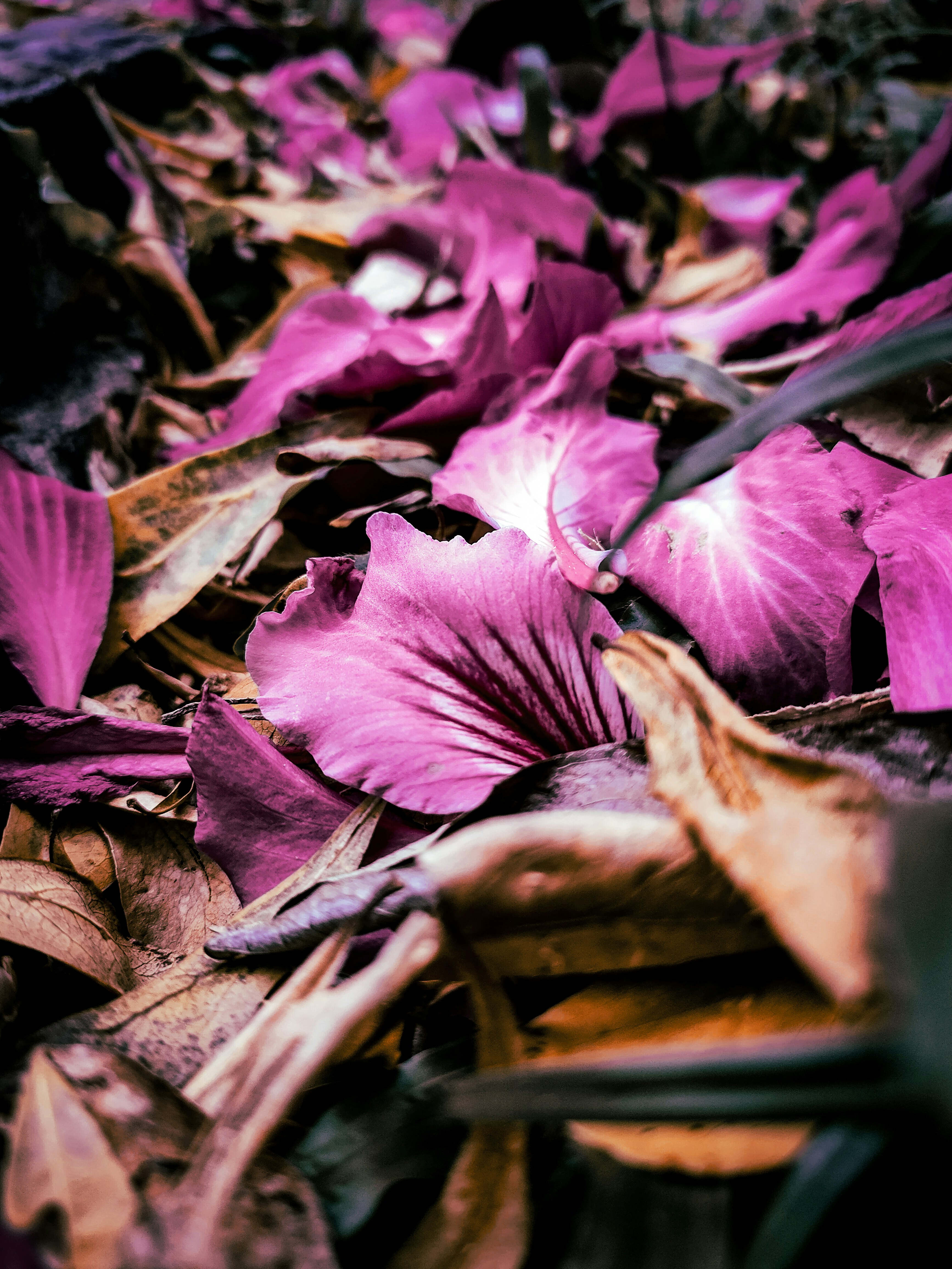 Crimson Petal Mosaic on Forest Floor