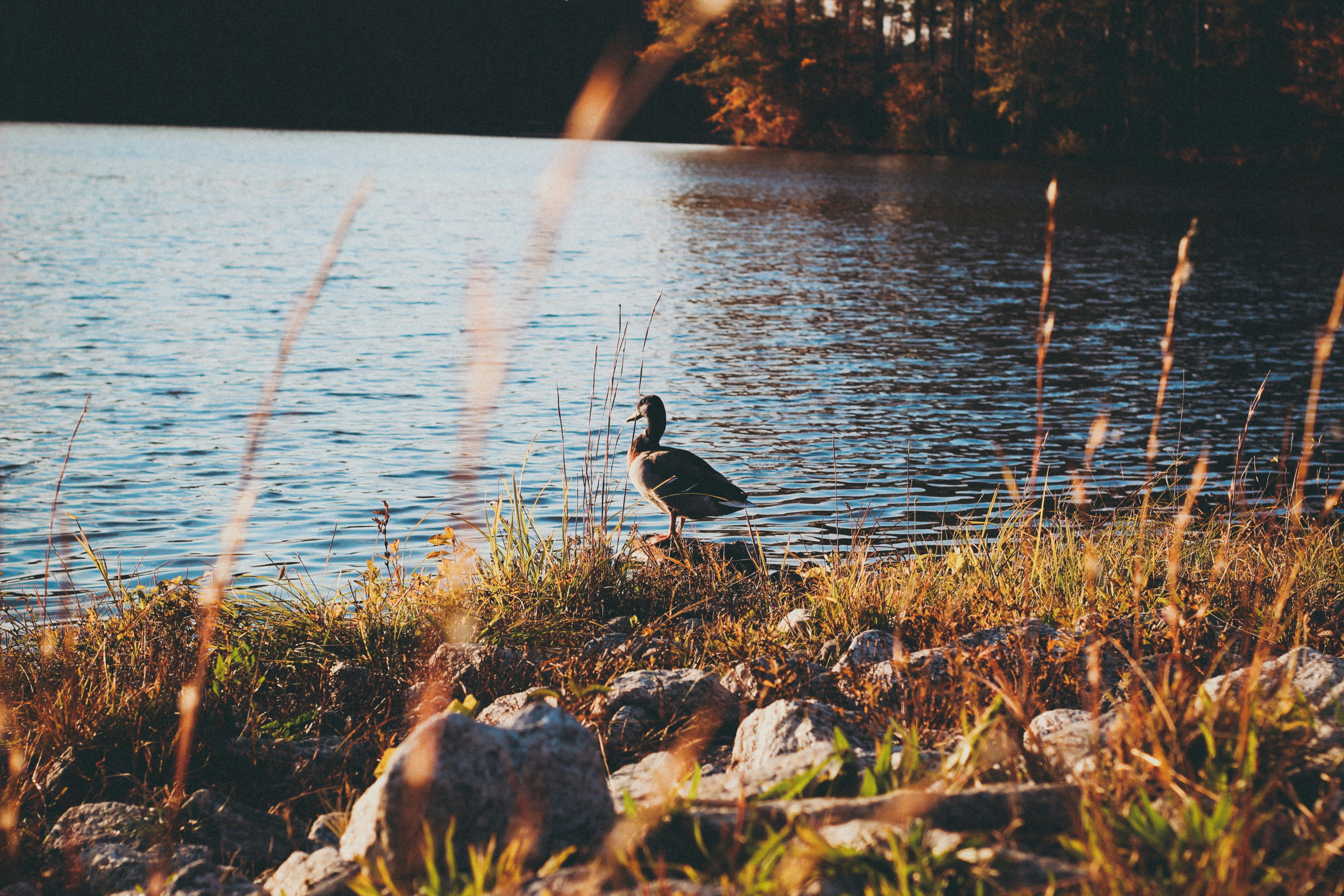 a duck sitting on the shore of a lake