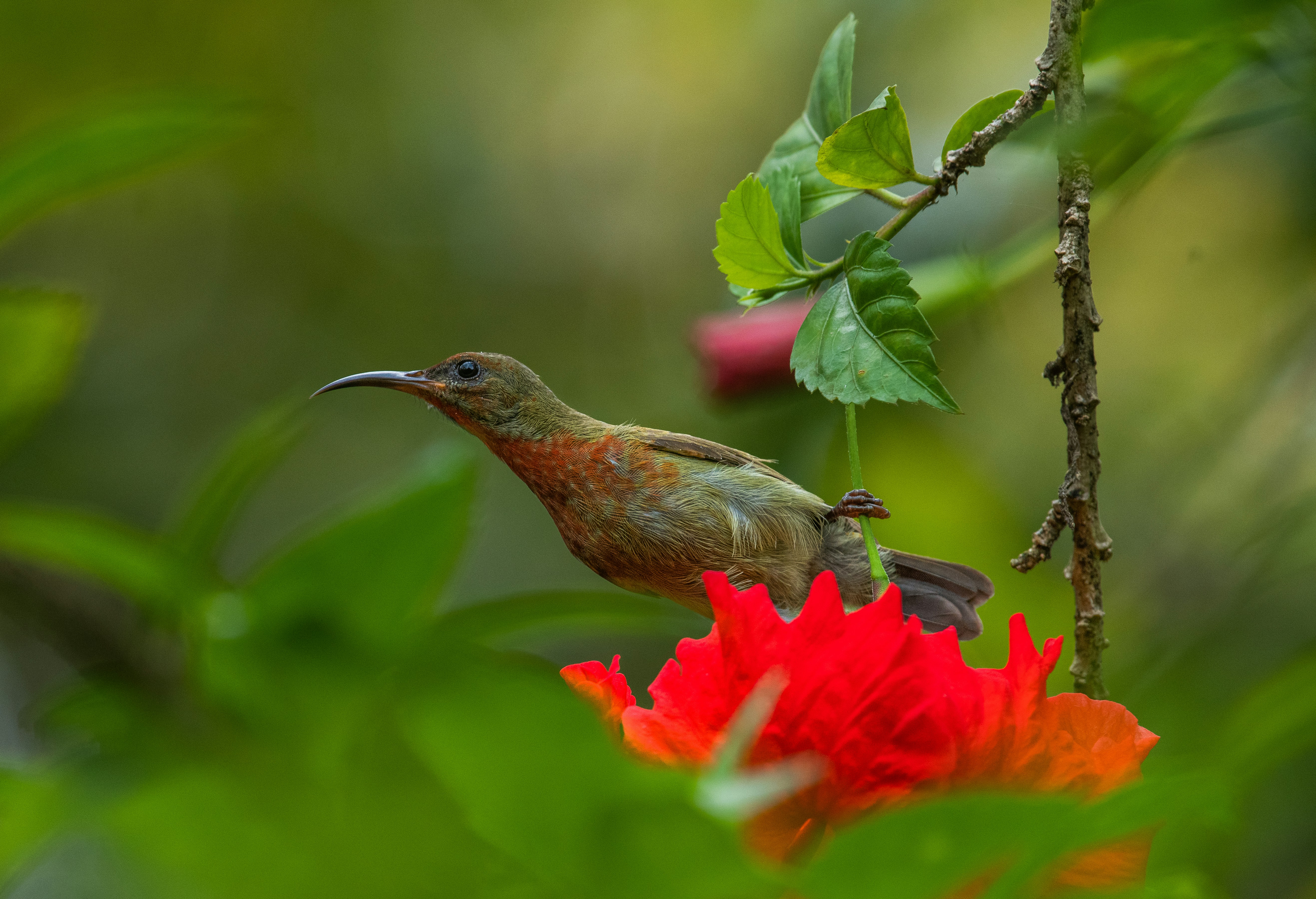Hummingbird at the Hibiscus: a Quiet Moment in Bloom