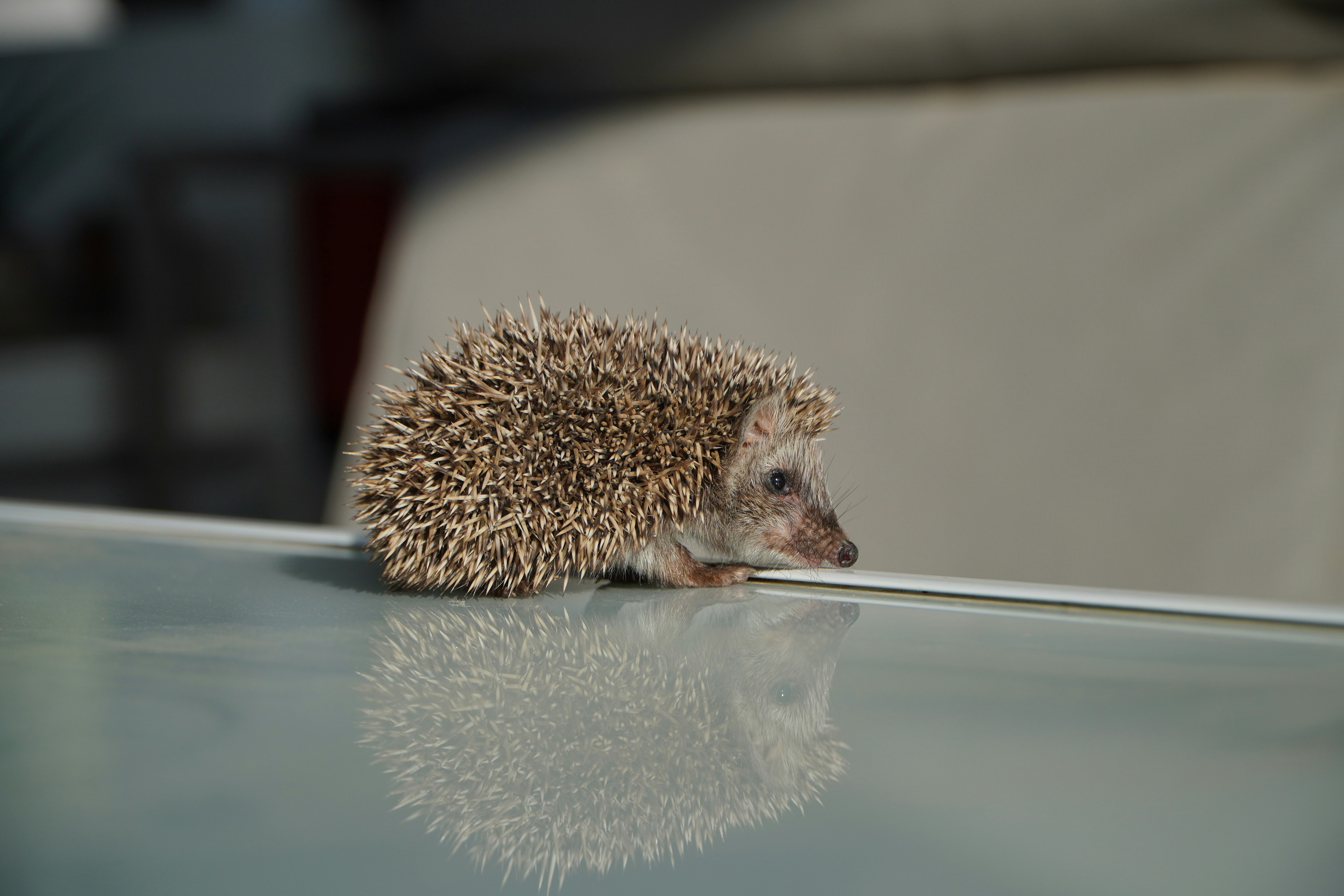 Bilder zum Thema IGEL | Kostenlose Bilder auf Unsplash herunterladen