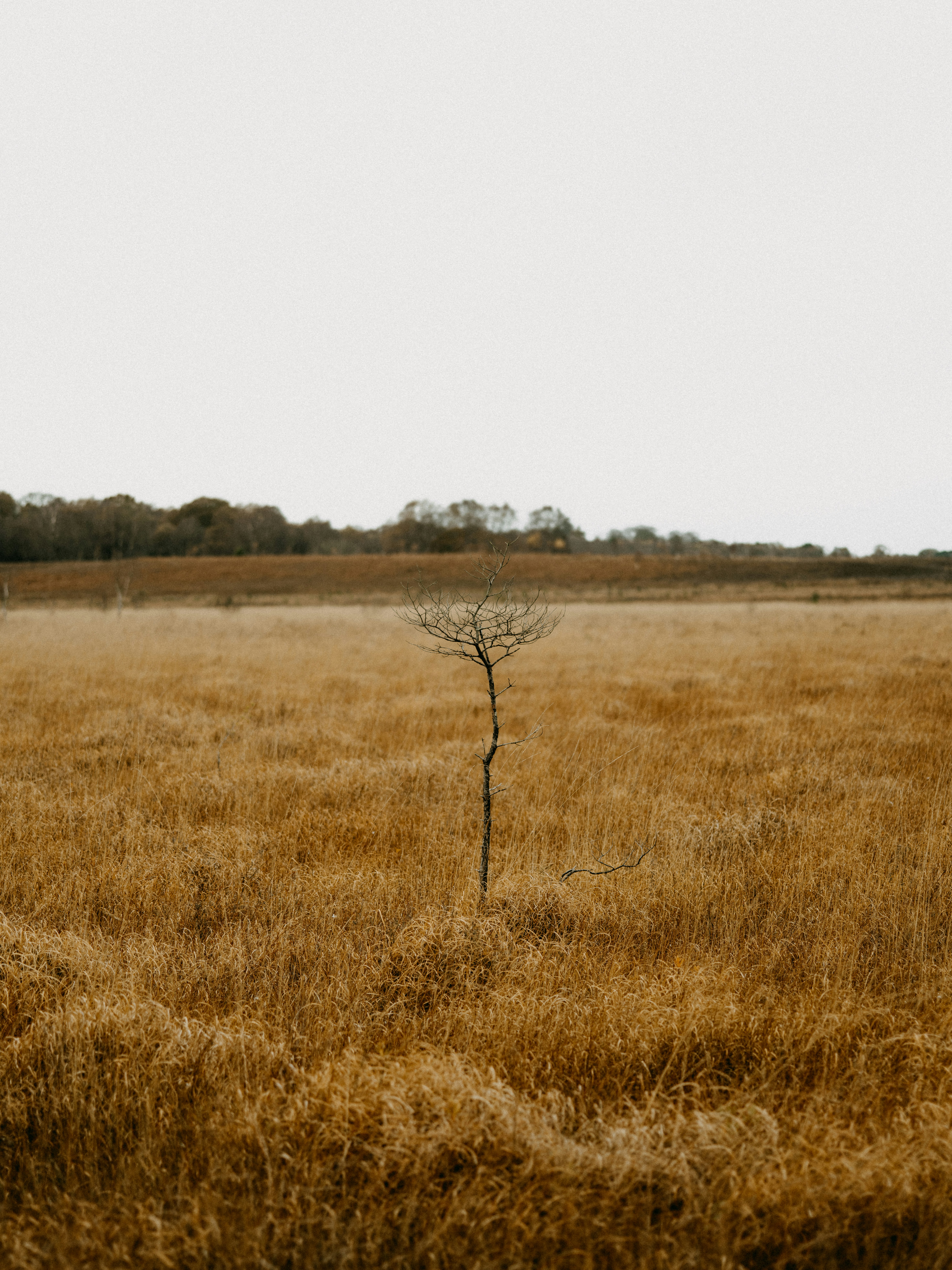 A barren tree stands alone amidst a vast expanse of golden grass under a soft, overcast sky.