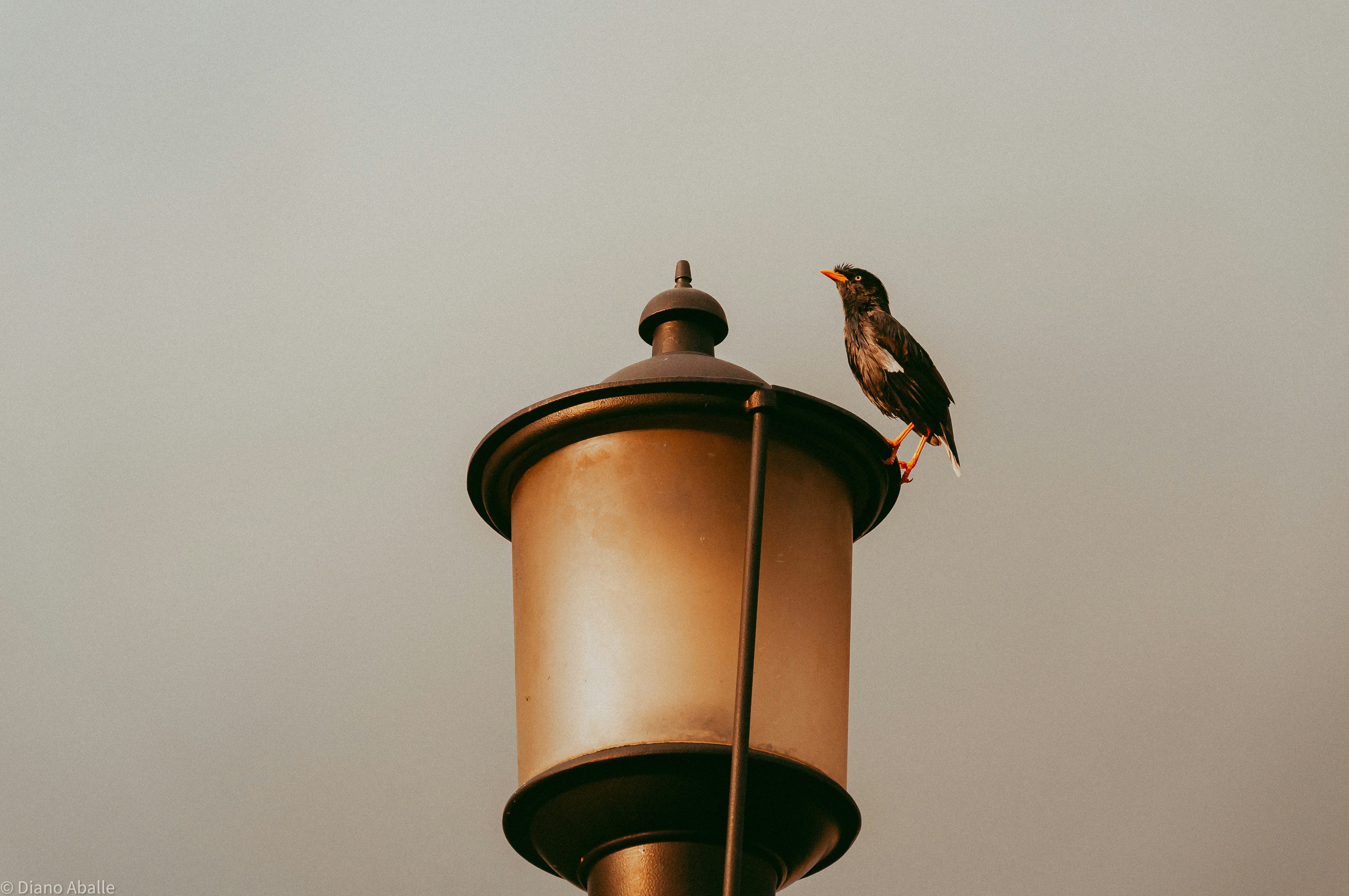 A bird perched on a vintage streetlight against a muted sky, highlighting the intersection of nature and urban life.