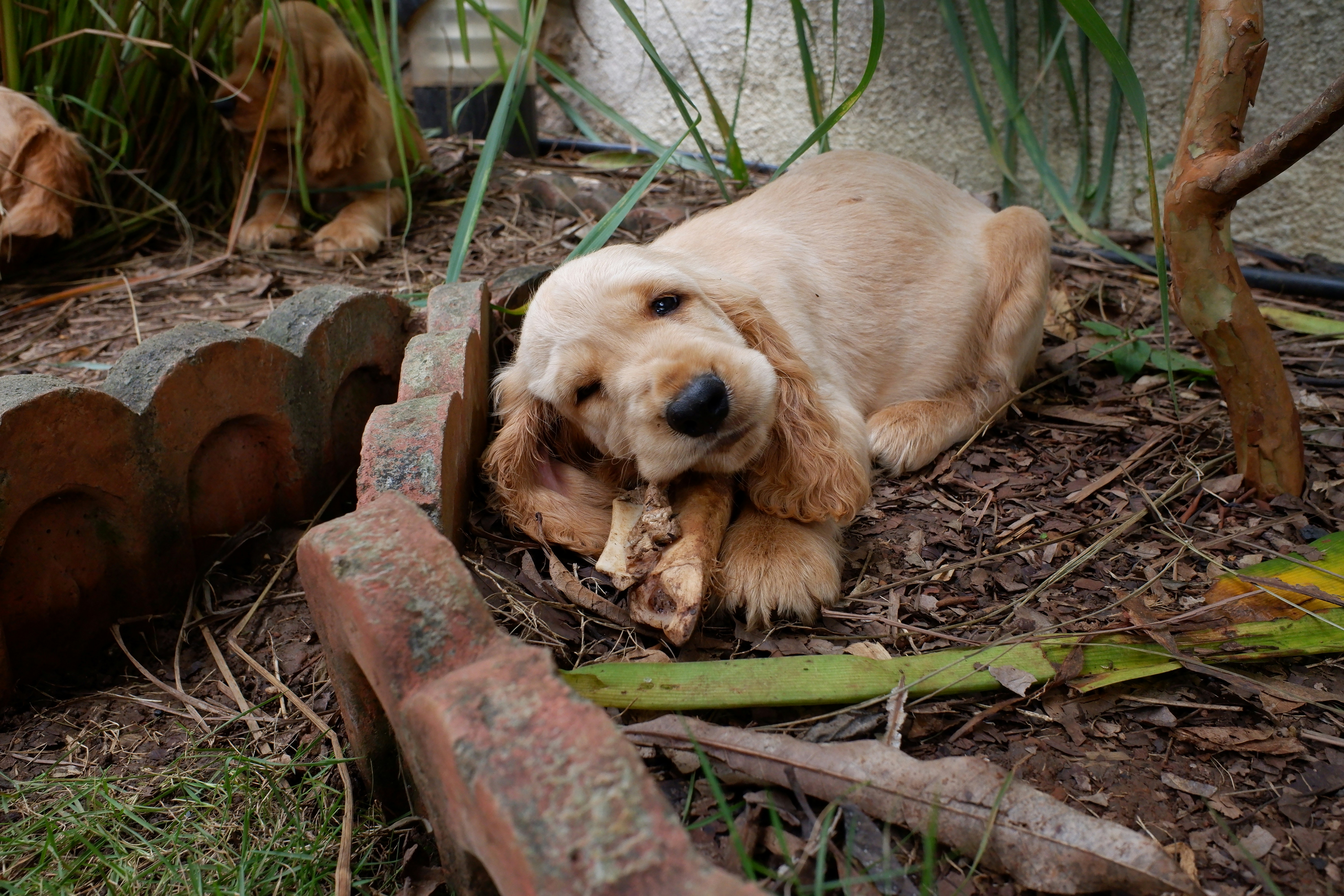 Golden cocker spaniel relaxing in a garden, playfully chewing on a stick amidst foliage and garden decor.