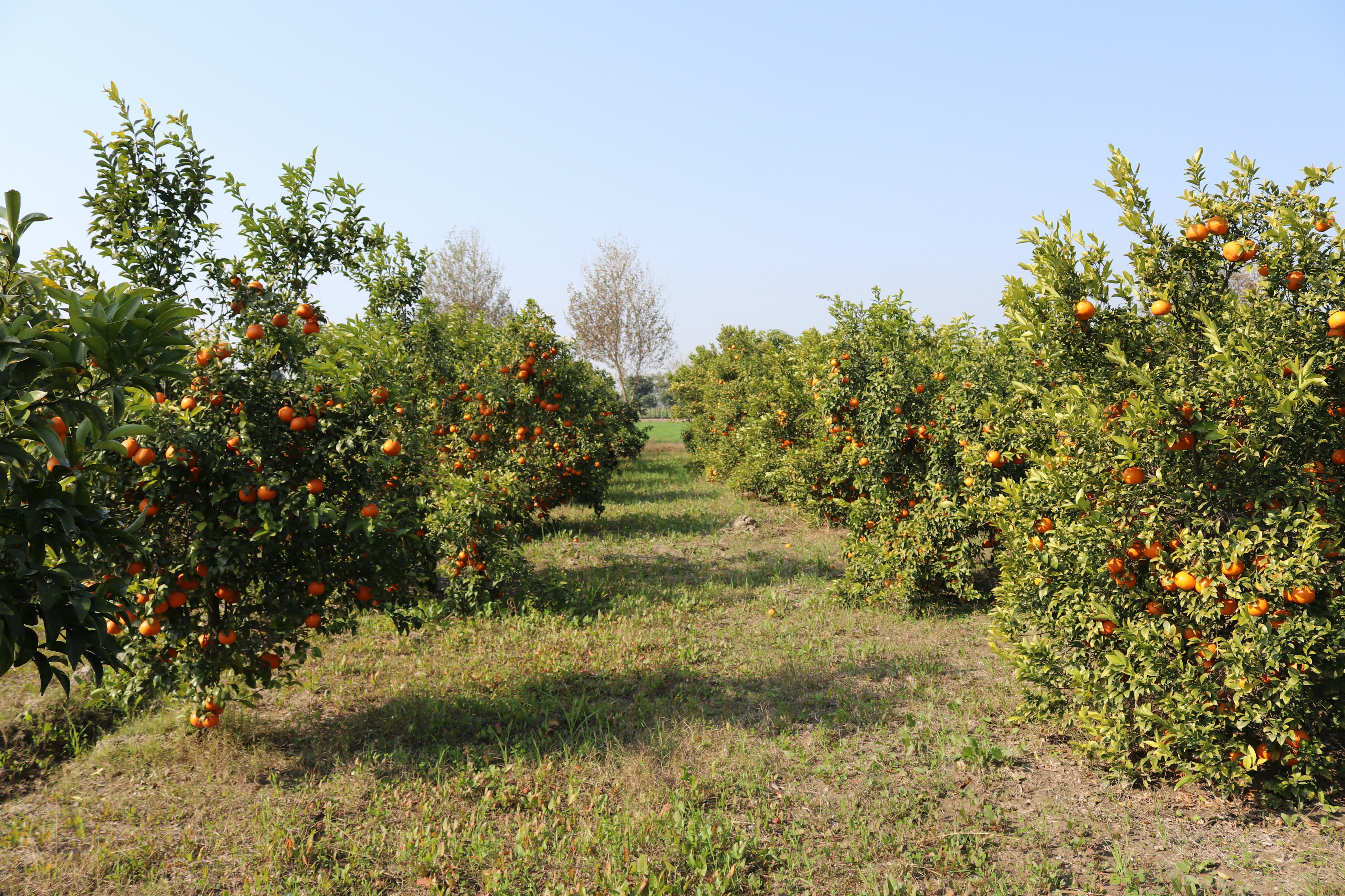 Foto Un campo de naranjos con muchas naranjas – Imagen Fruta gratis en ...