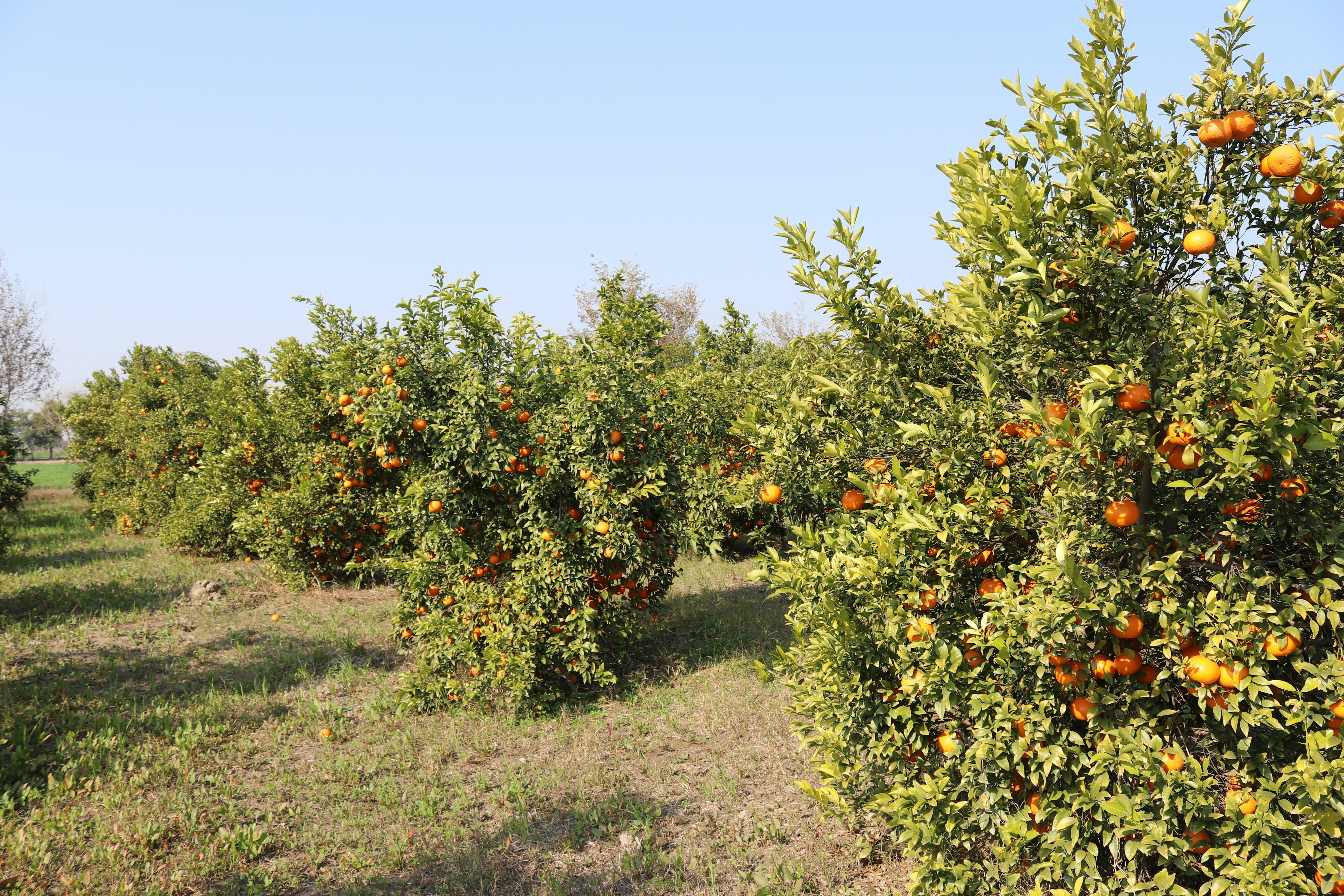 Lush orange trees heavy with ripe fruit, set against a clear blue sky in an orchard.