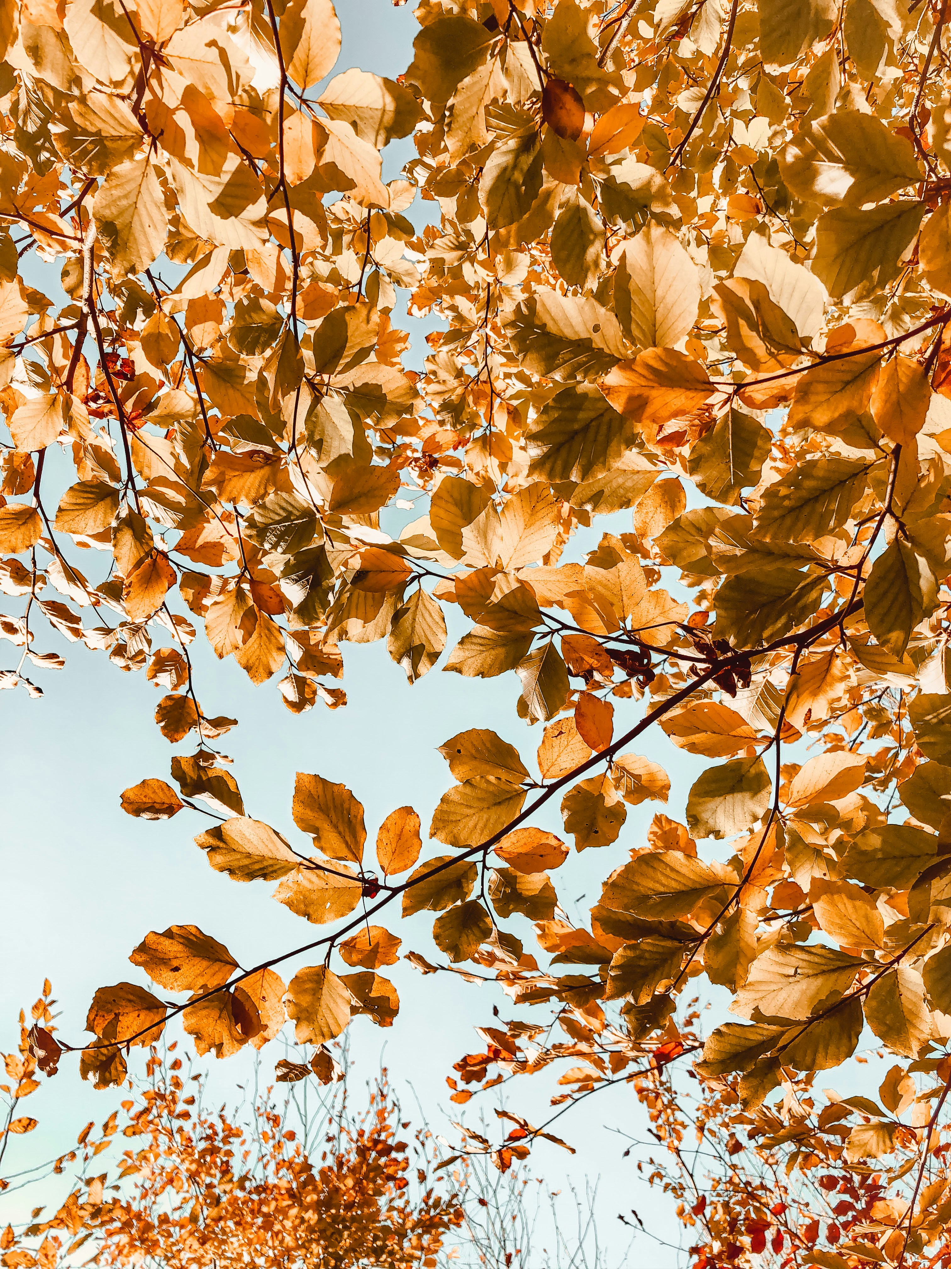 The leaves of a tree in the fall photo – Free Leaf Image on Unsplash