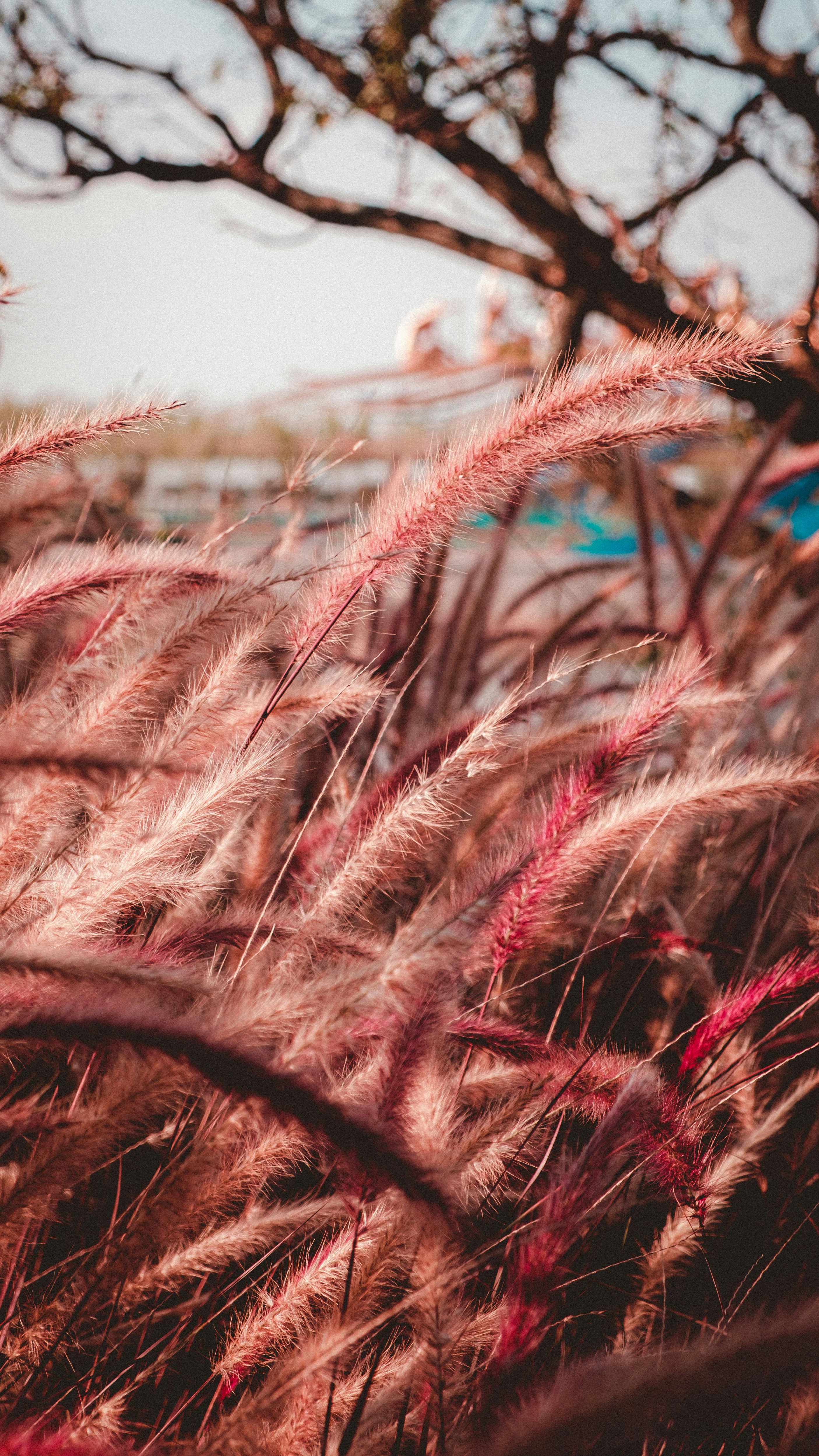 A close up of a bunch of grass near a tree photo – Free Plant Image on ...