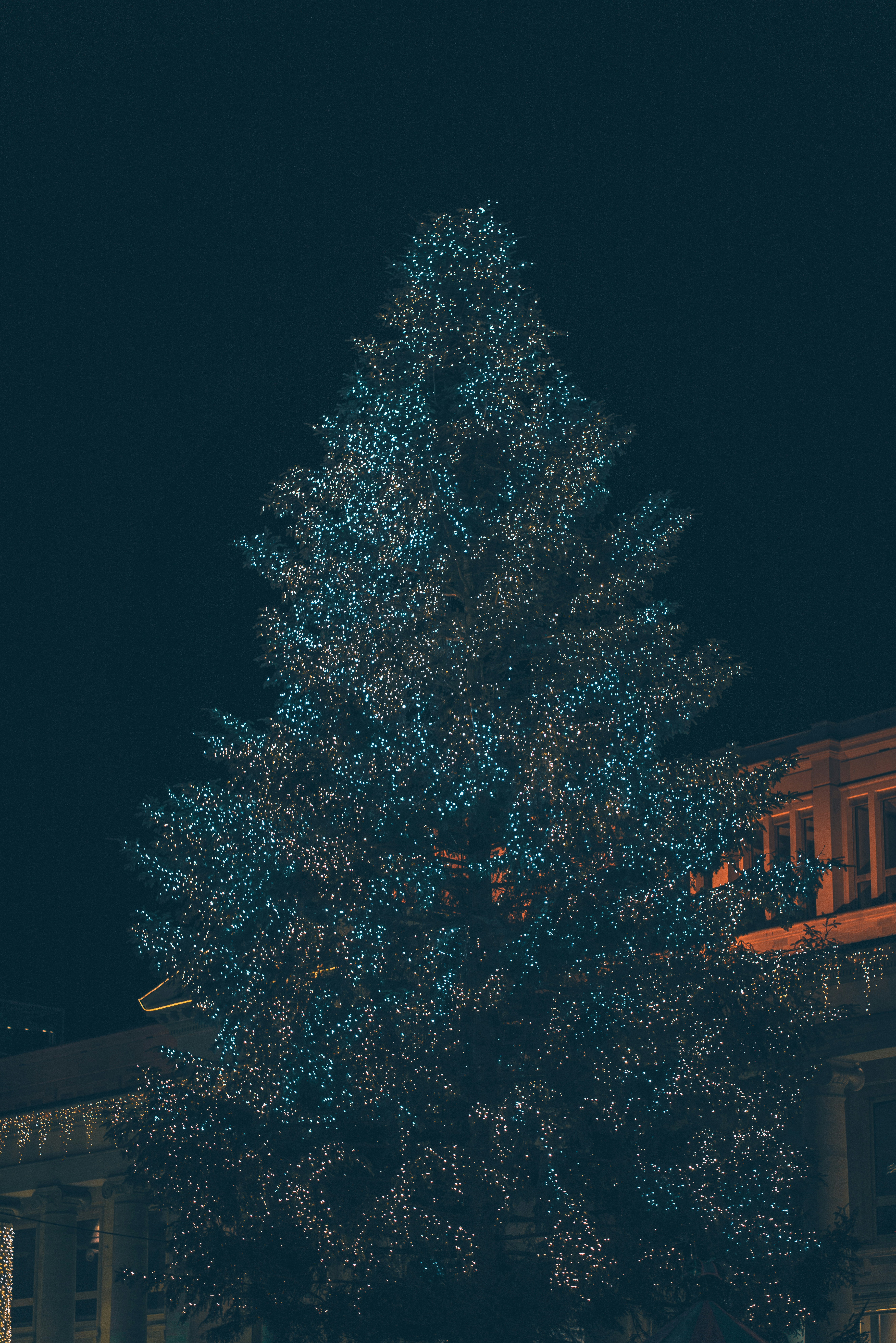 A majestic pine tree adorned with twinkling lights against a dark night sky, creating a festive atmosphere.