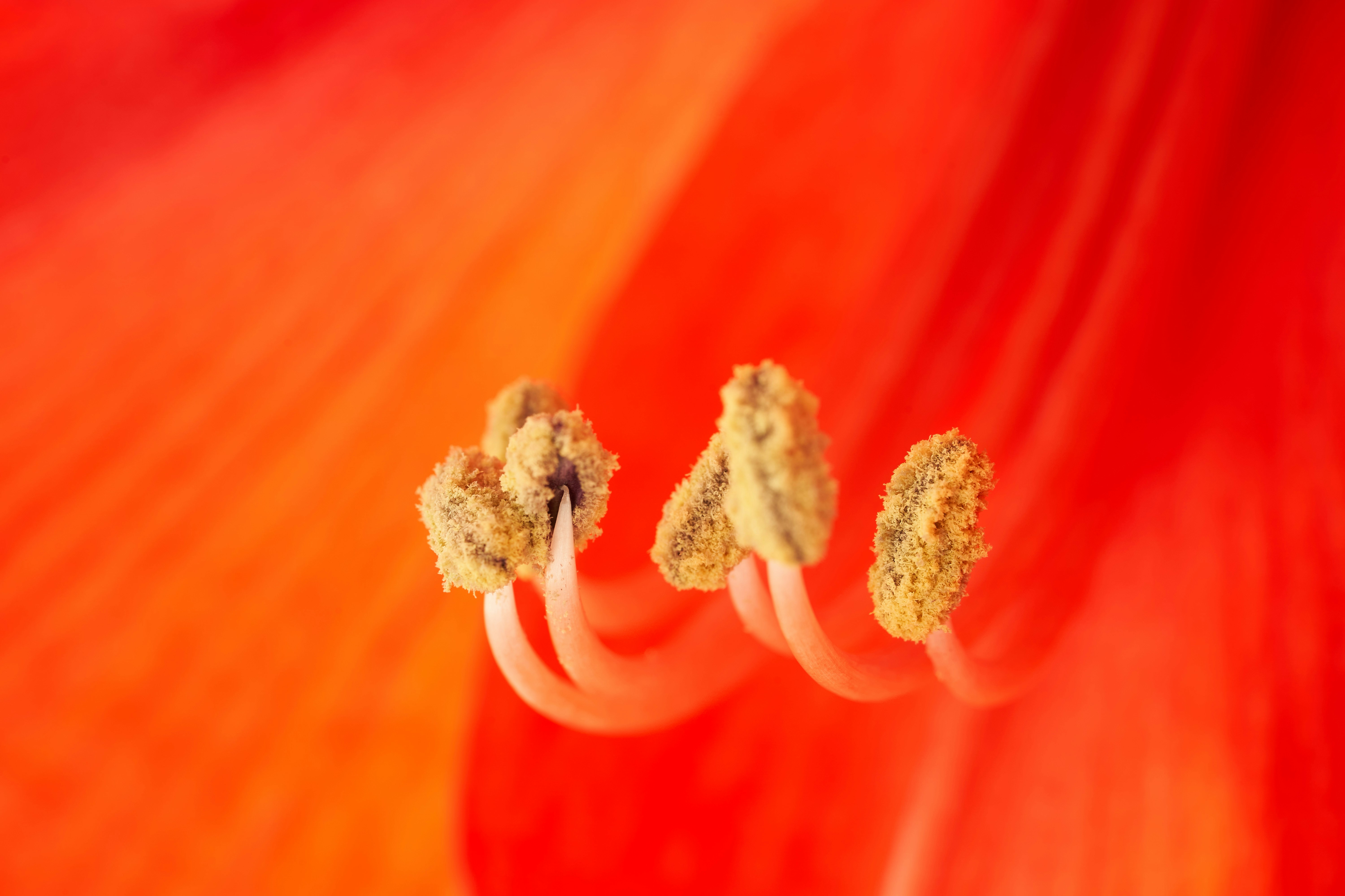 Crimson Stamen Close-Up: Pollen Dust on a Sunlit Core