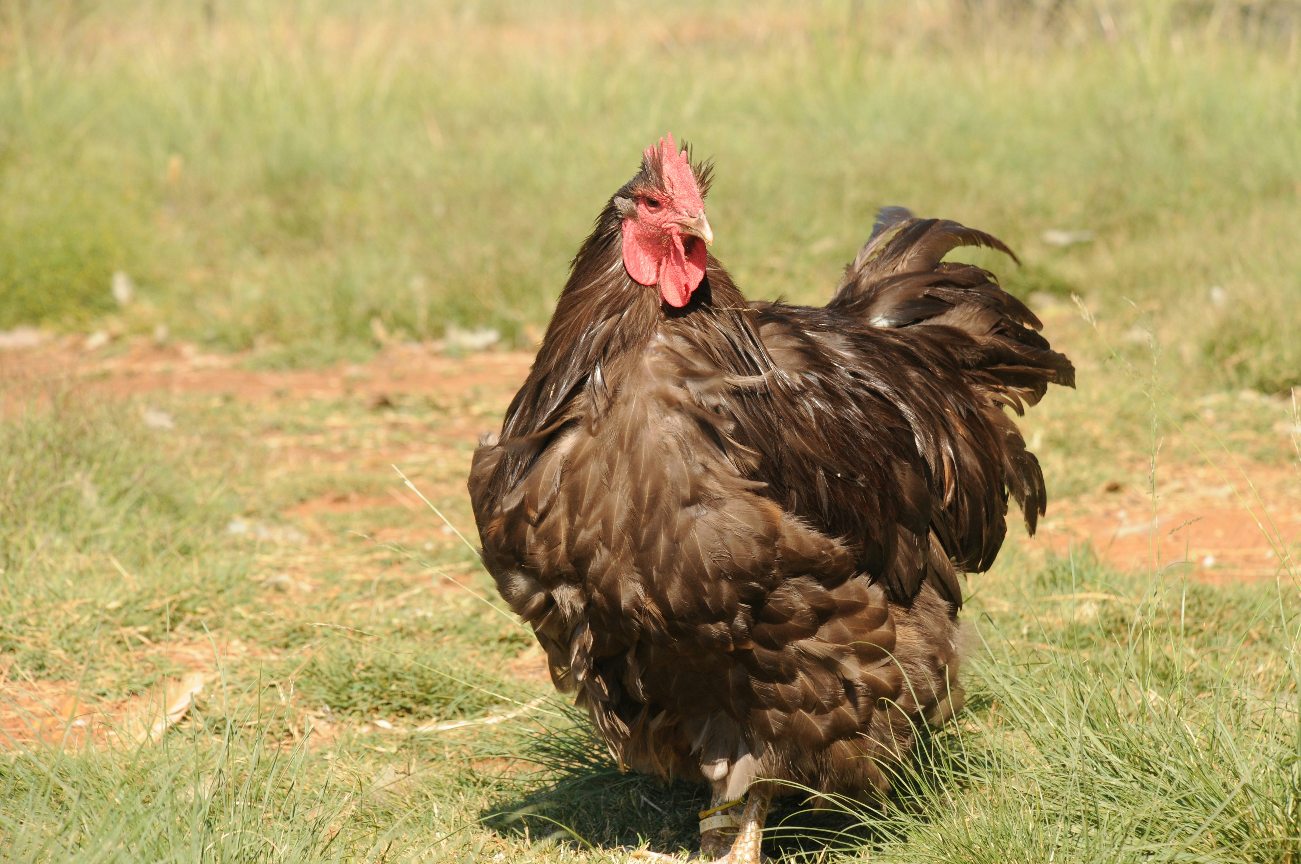 A brown chicken with a red comb standing in a field photo – Free ...