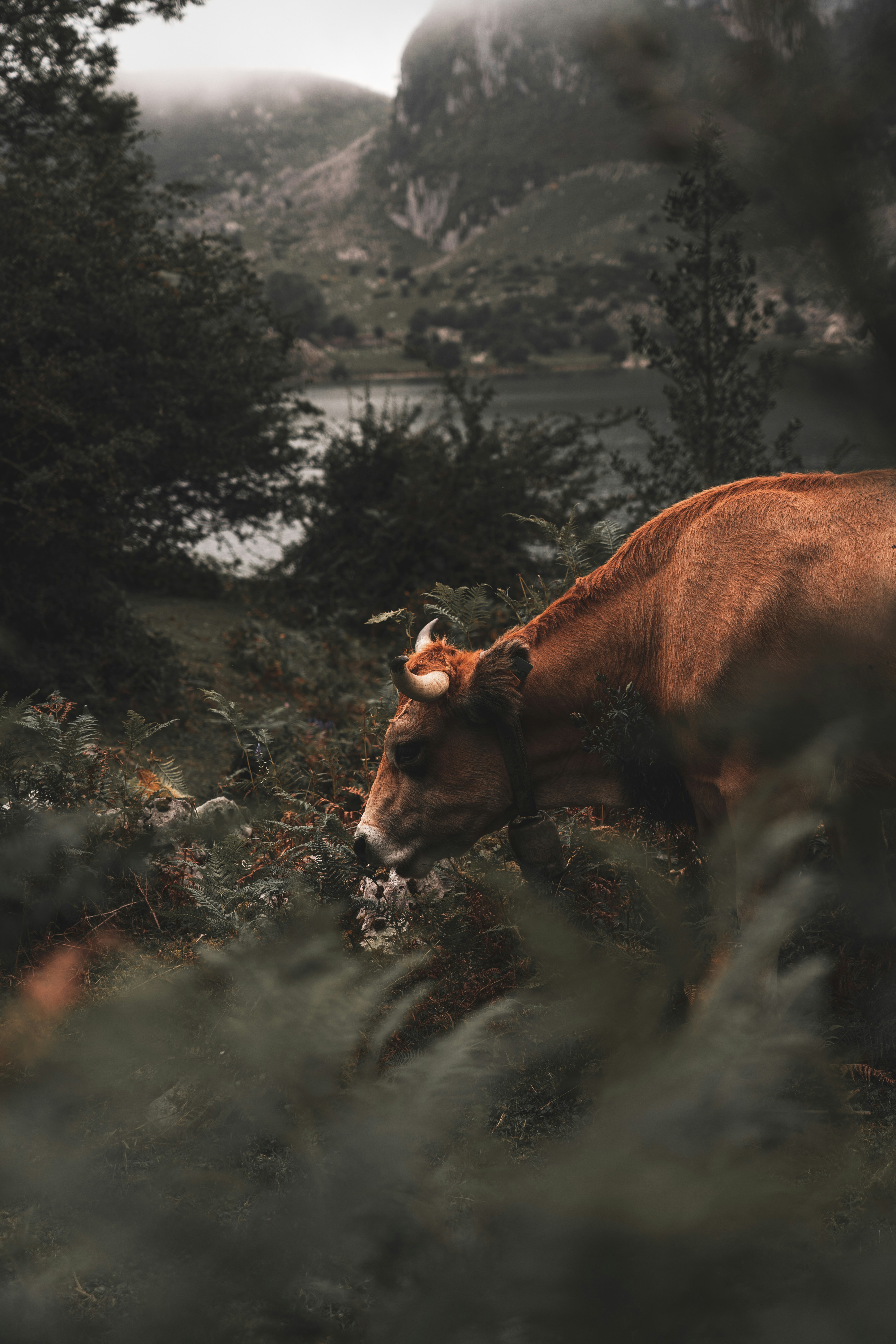 Highland Quiet: A Cow Grazes Ferns by a Misty Alpine Lake