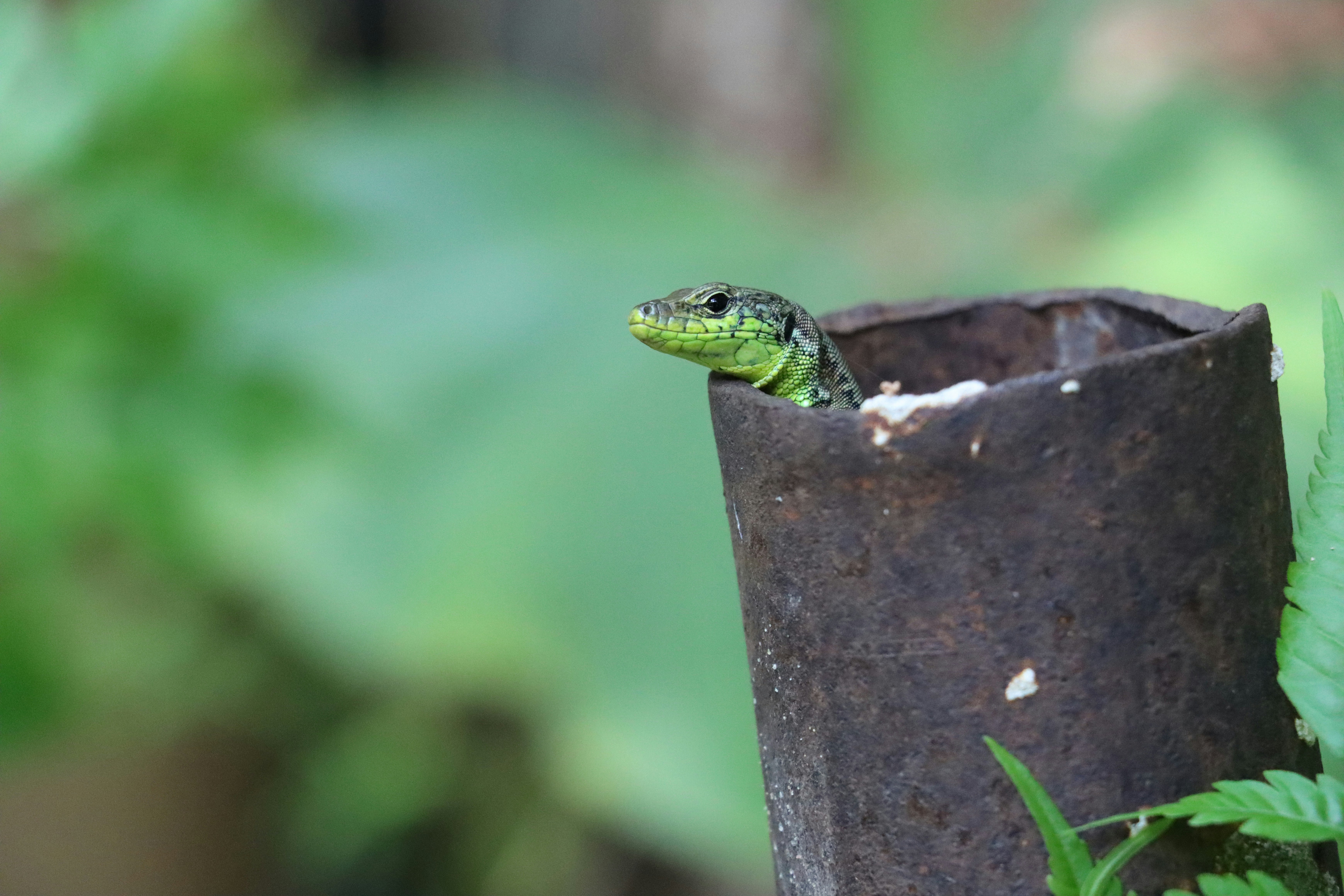 Emerald Watcher at the Edge of Rust