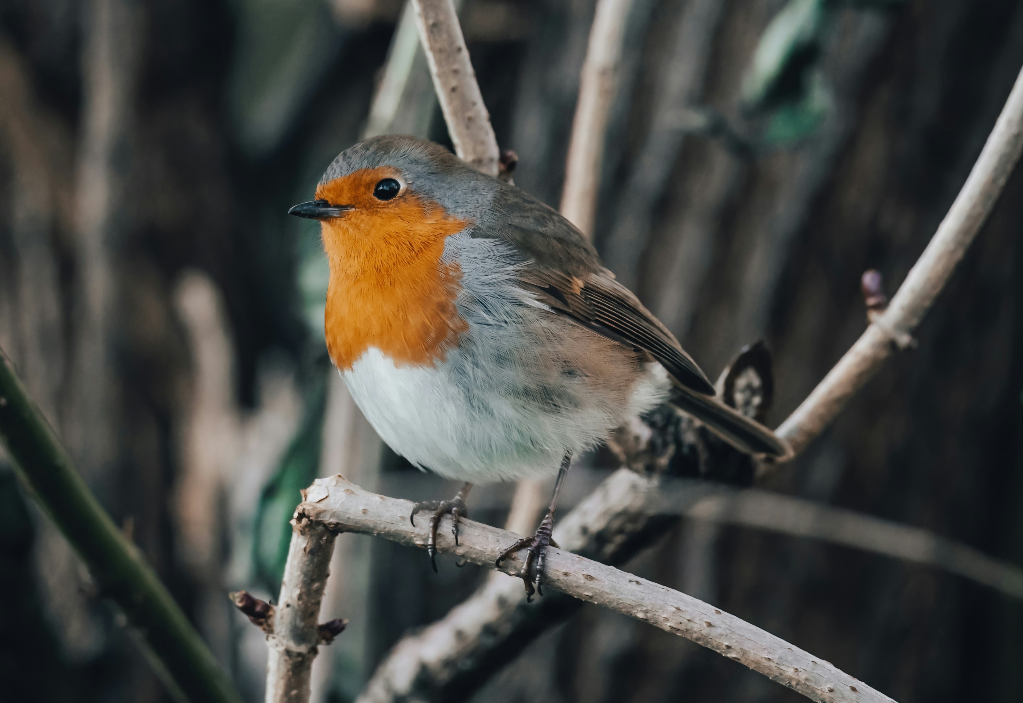 Red Robin Pictures | Download Free Images on Unsplash