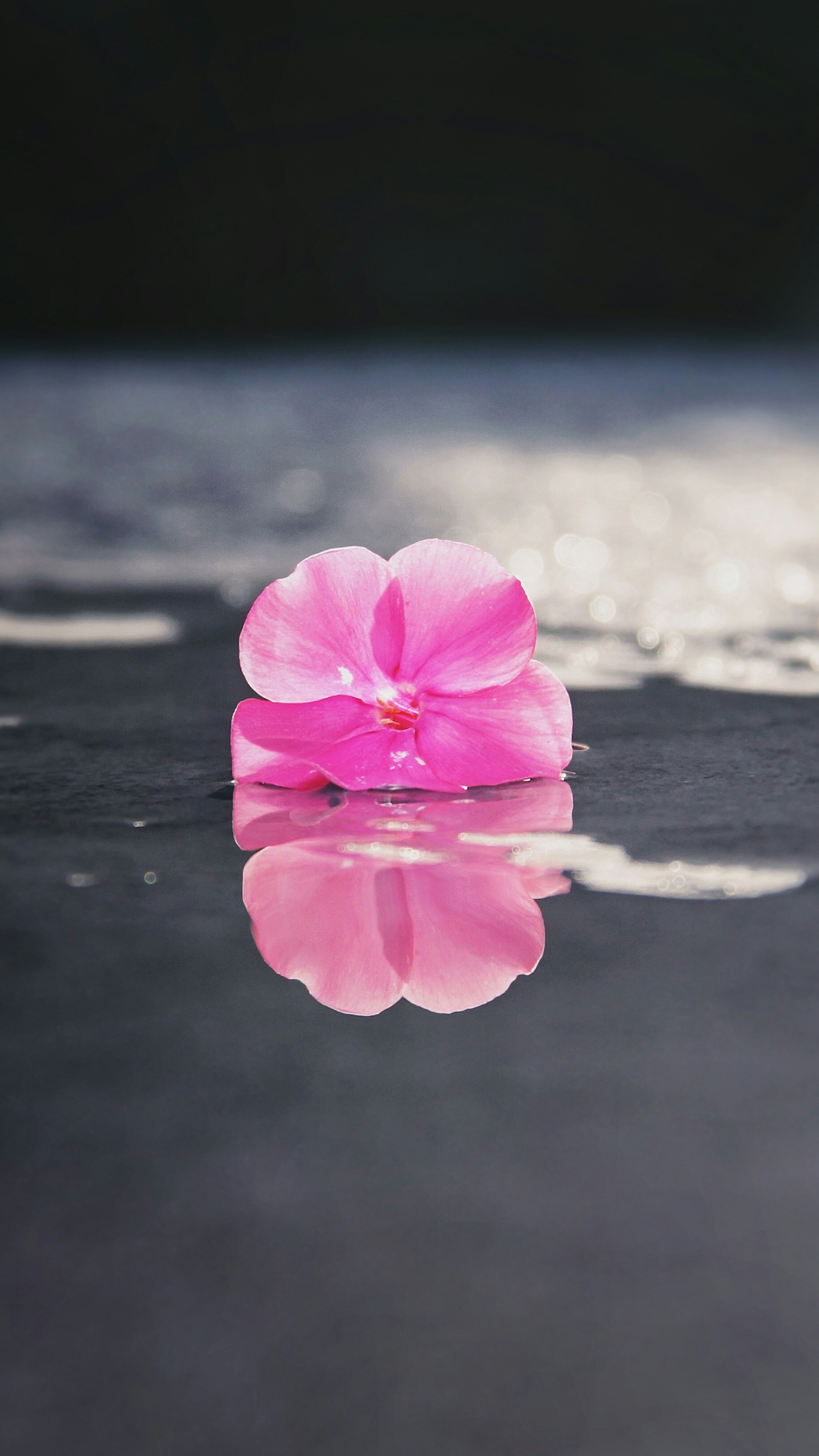 Petal on a Glassy Surface: a Quiet Pink Moment