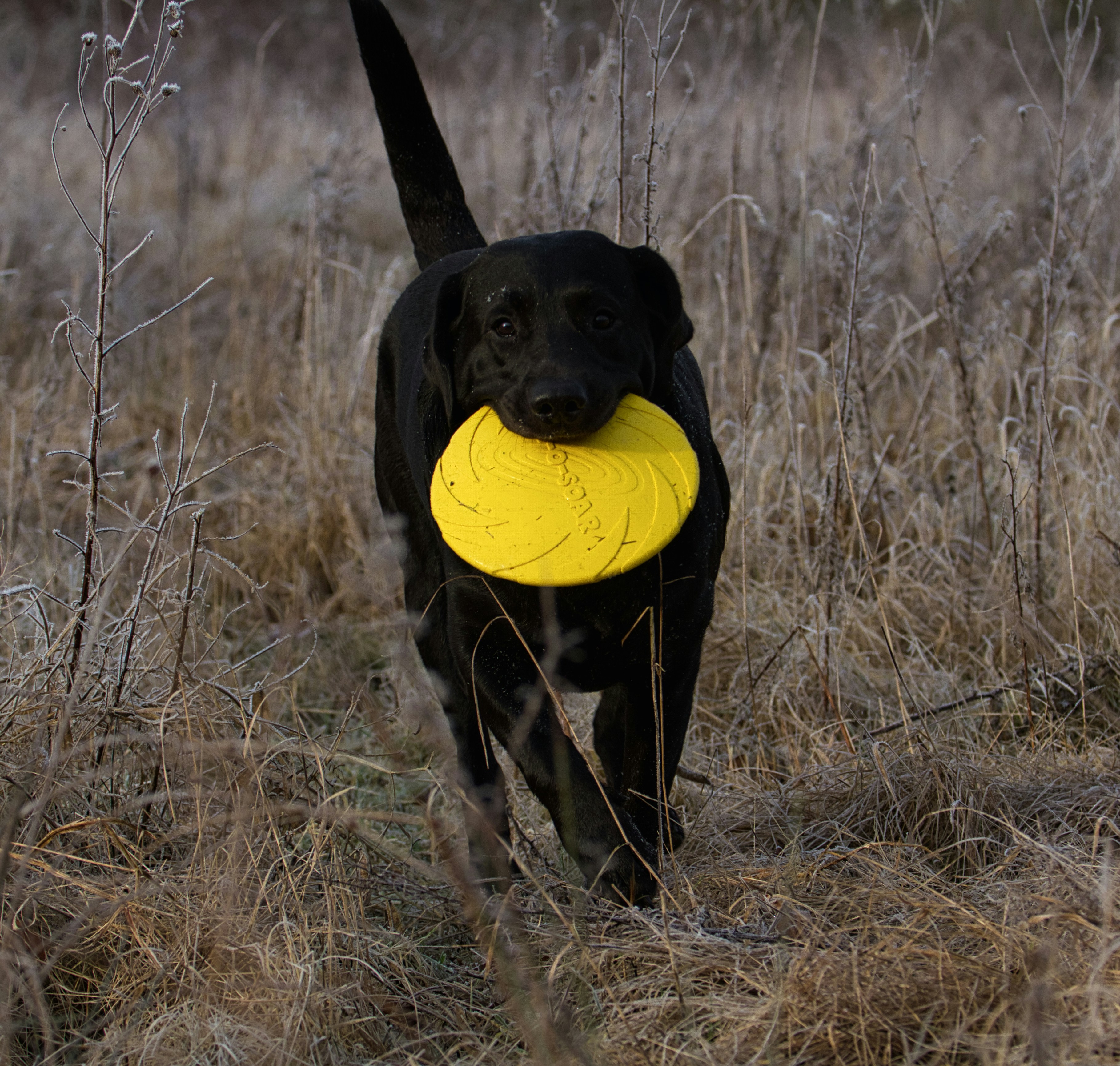 Black Labrador retriever joyfully carrying a bright yellow frisbee through a field of dry grass. 