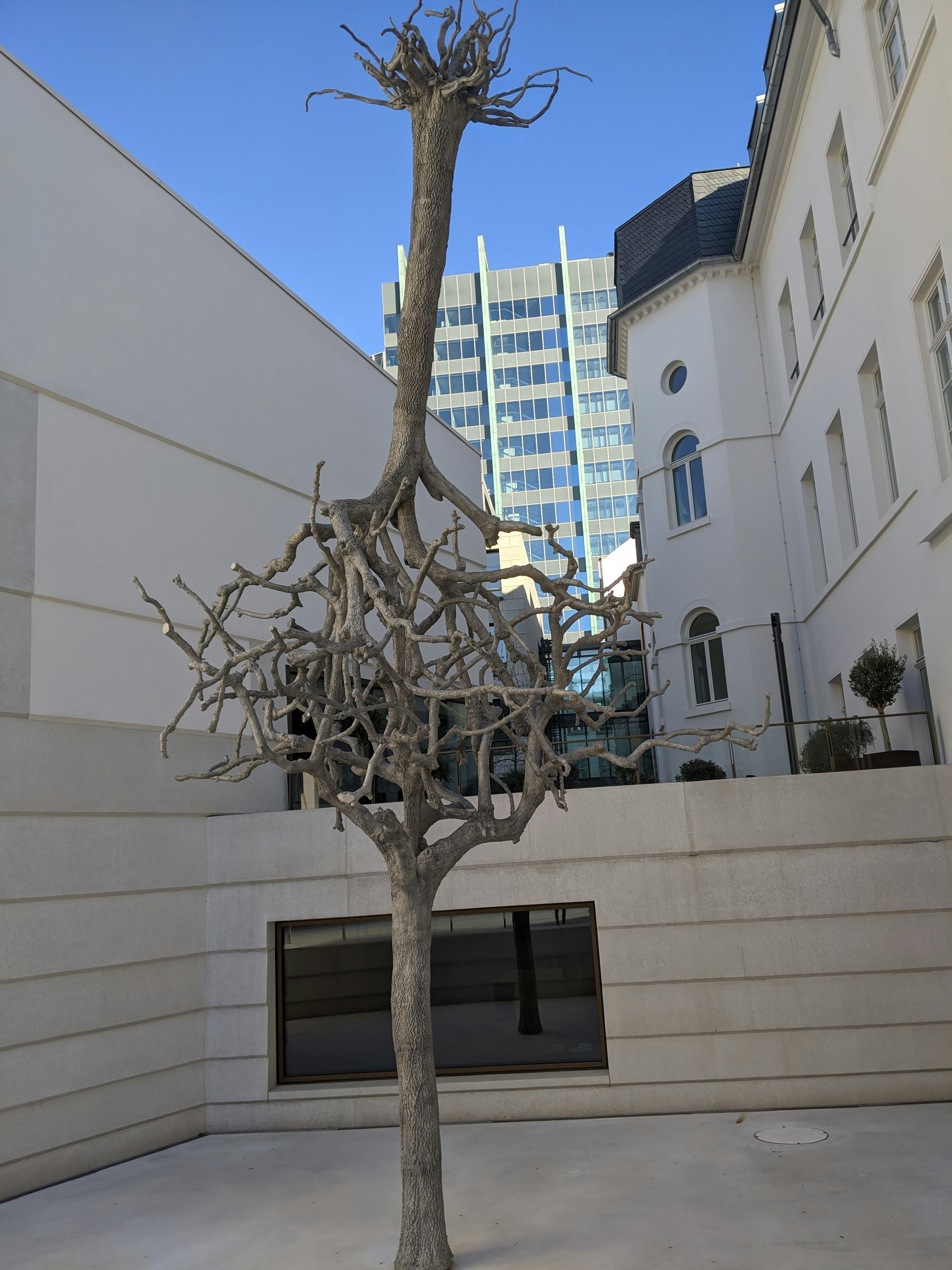 Gnarled Tree Framing Modern Facades in a Sunlit Courtyard