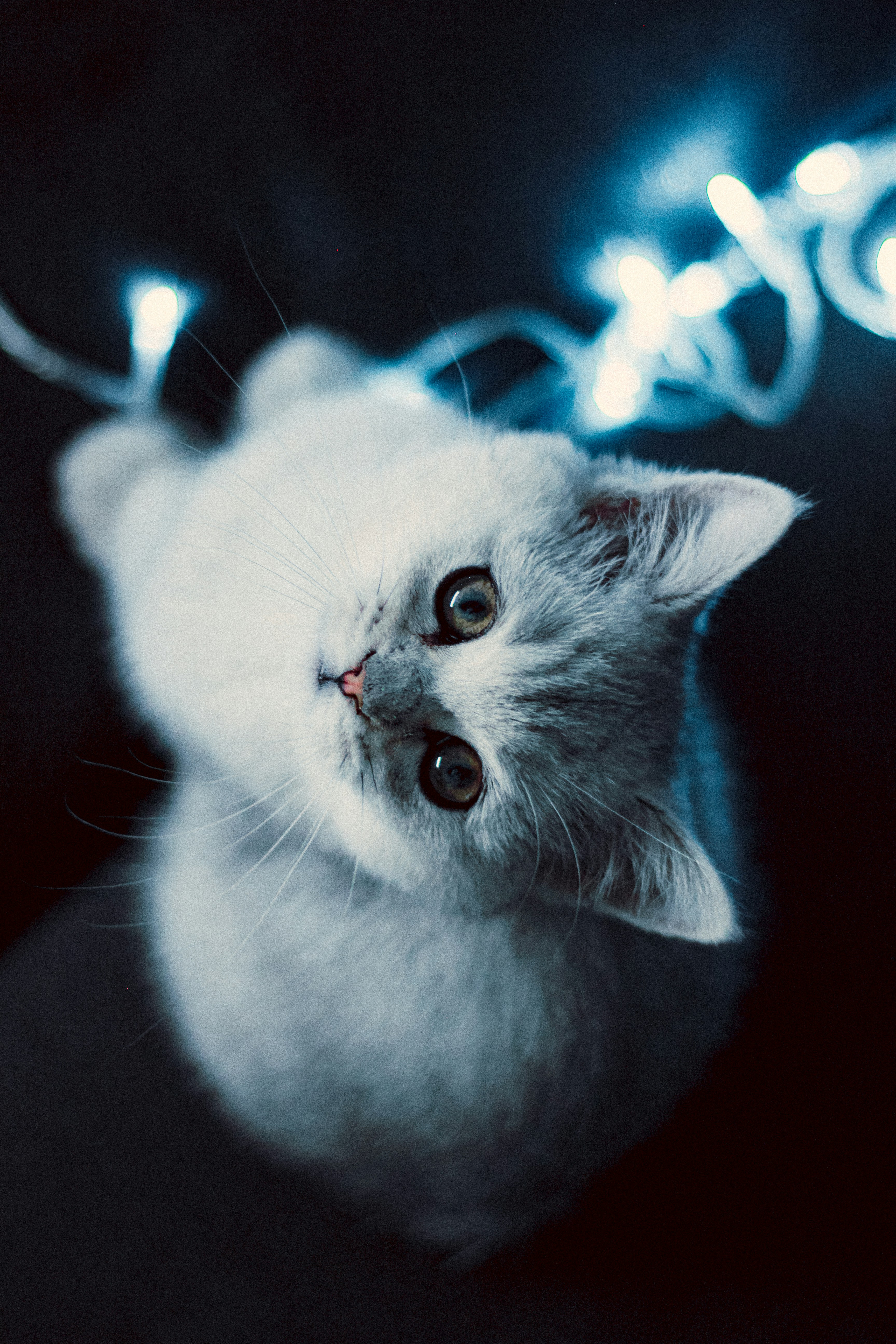 a white kitten is looking up at the camera