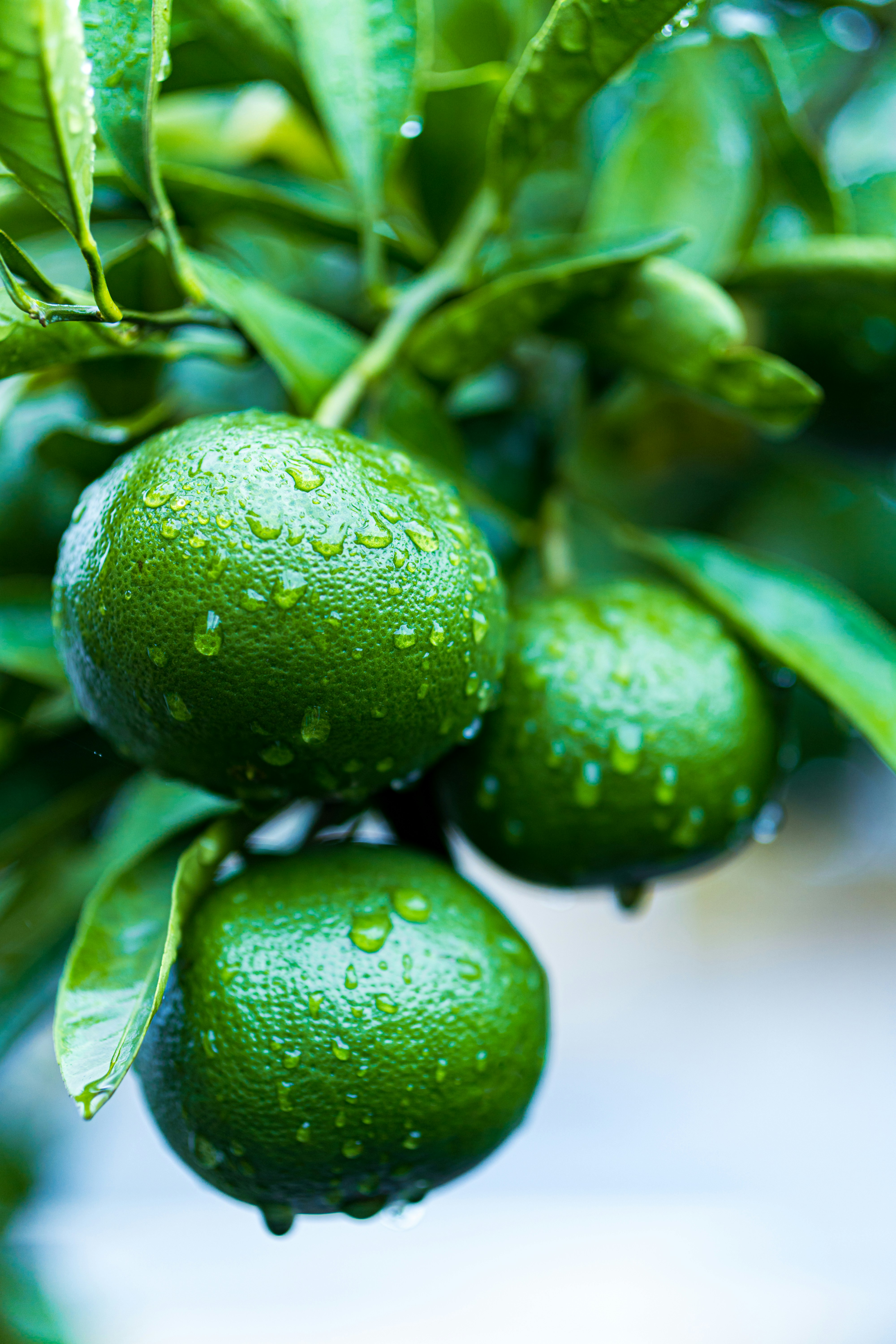 Fruit | 6 best free fruit, plant, food and produce photos on Unsplash