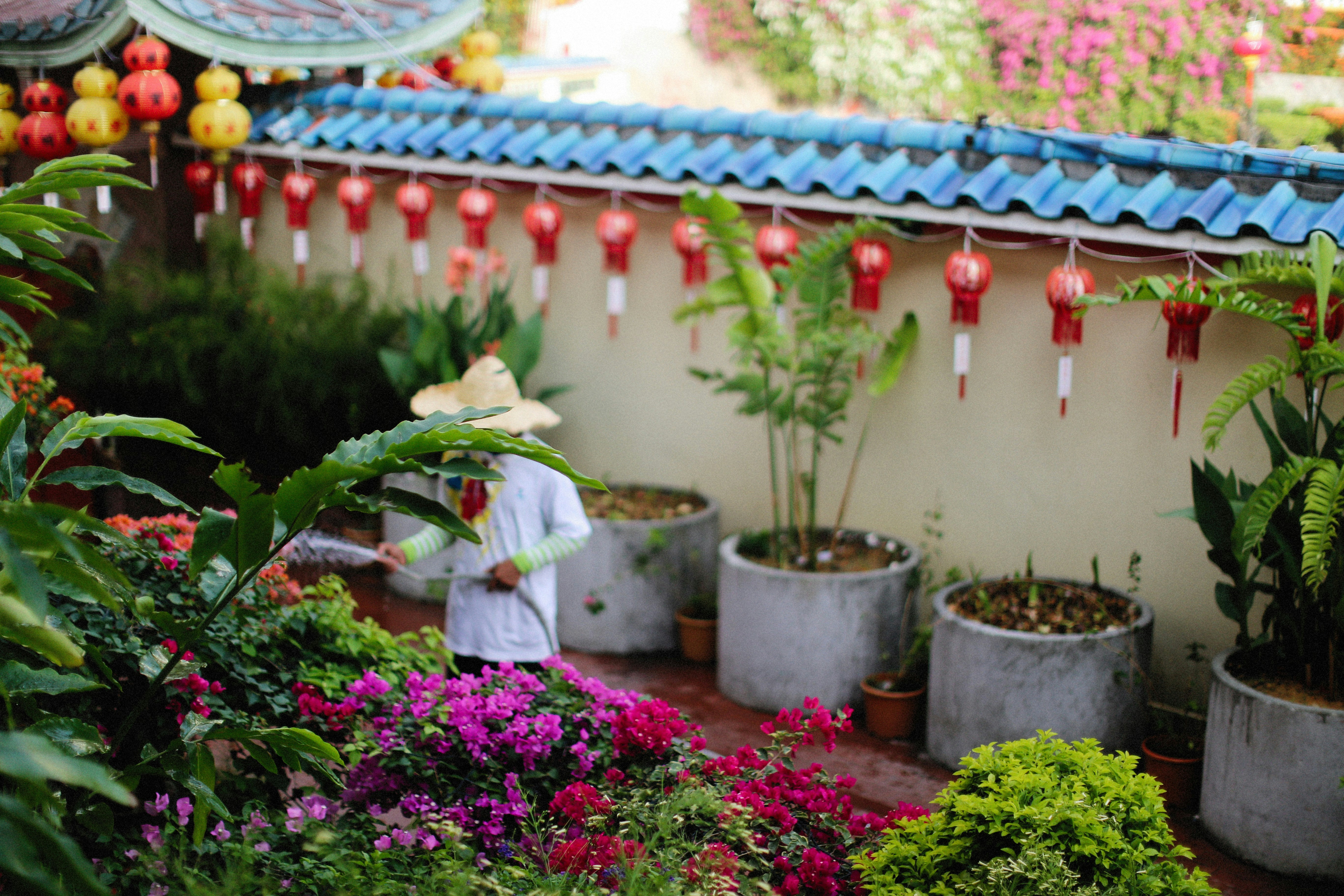 Colorful courtyard in bloom under lantern-lined eaves