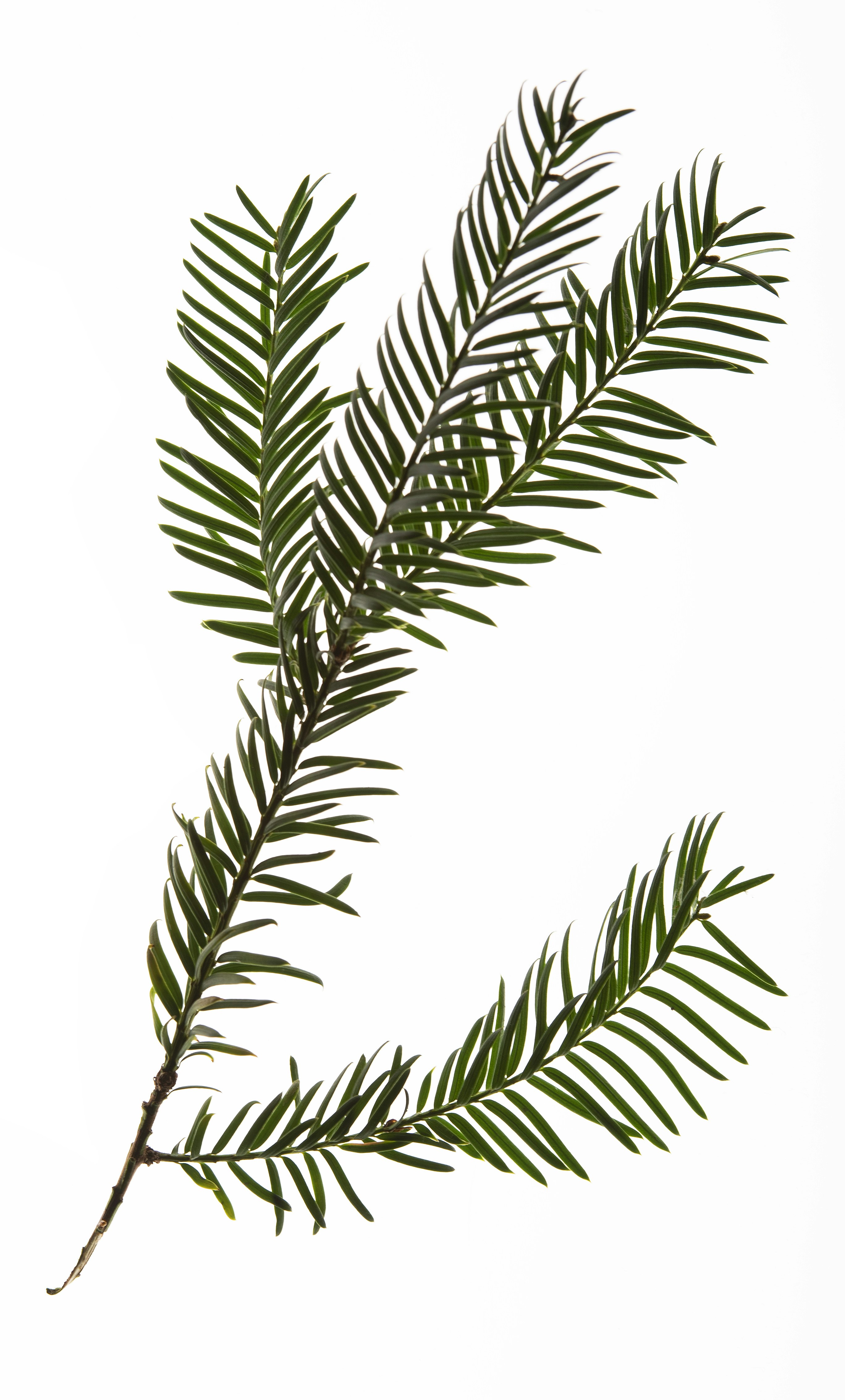 Crisp Evergreen Diagonal on White: A Minimalist Botanical Portrait