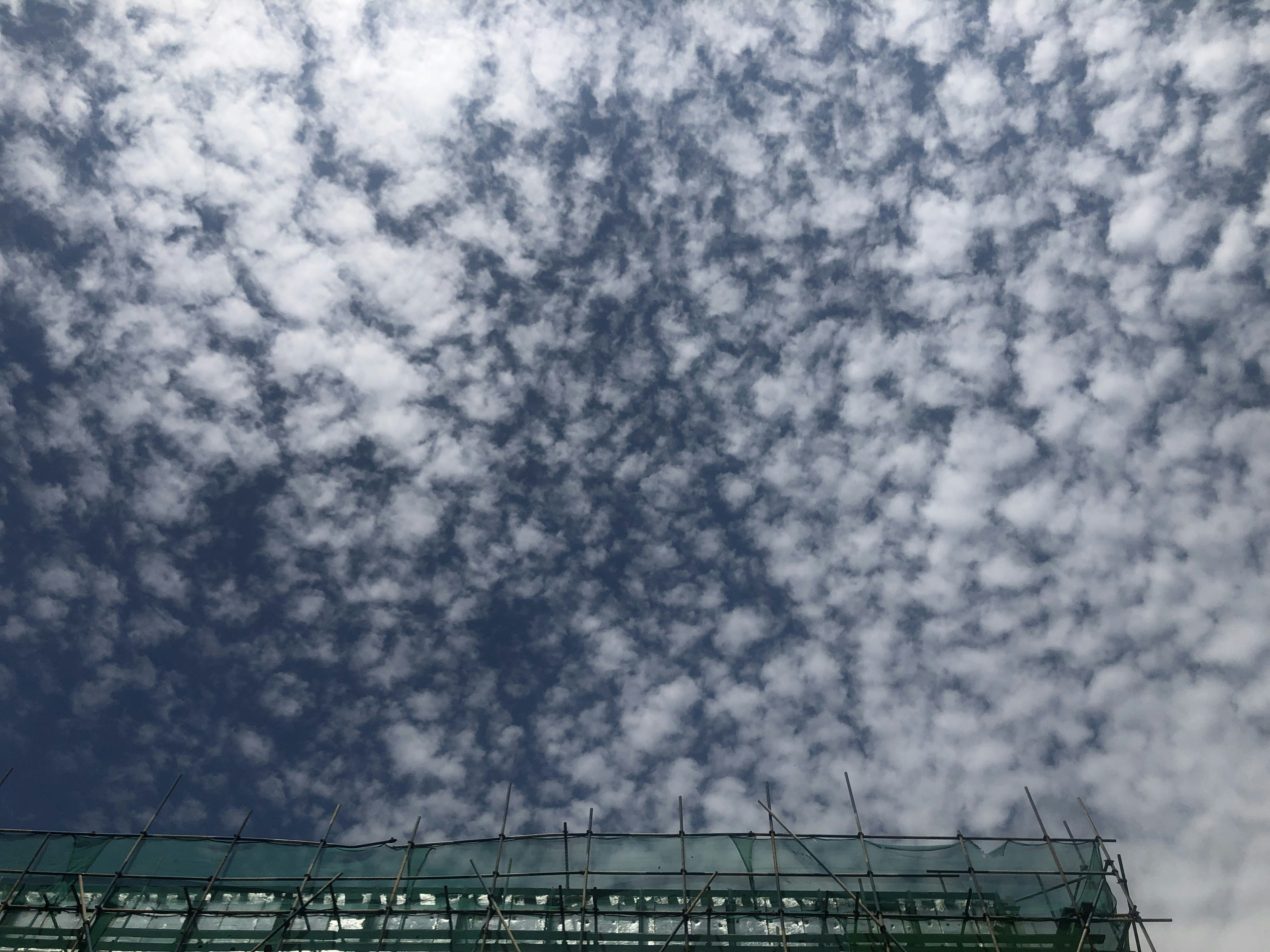 Altocumulus Quilt Over a Glass-Edge Horizon