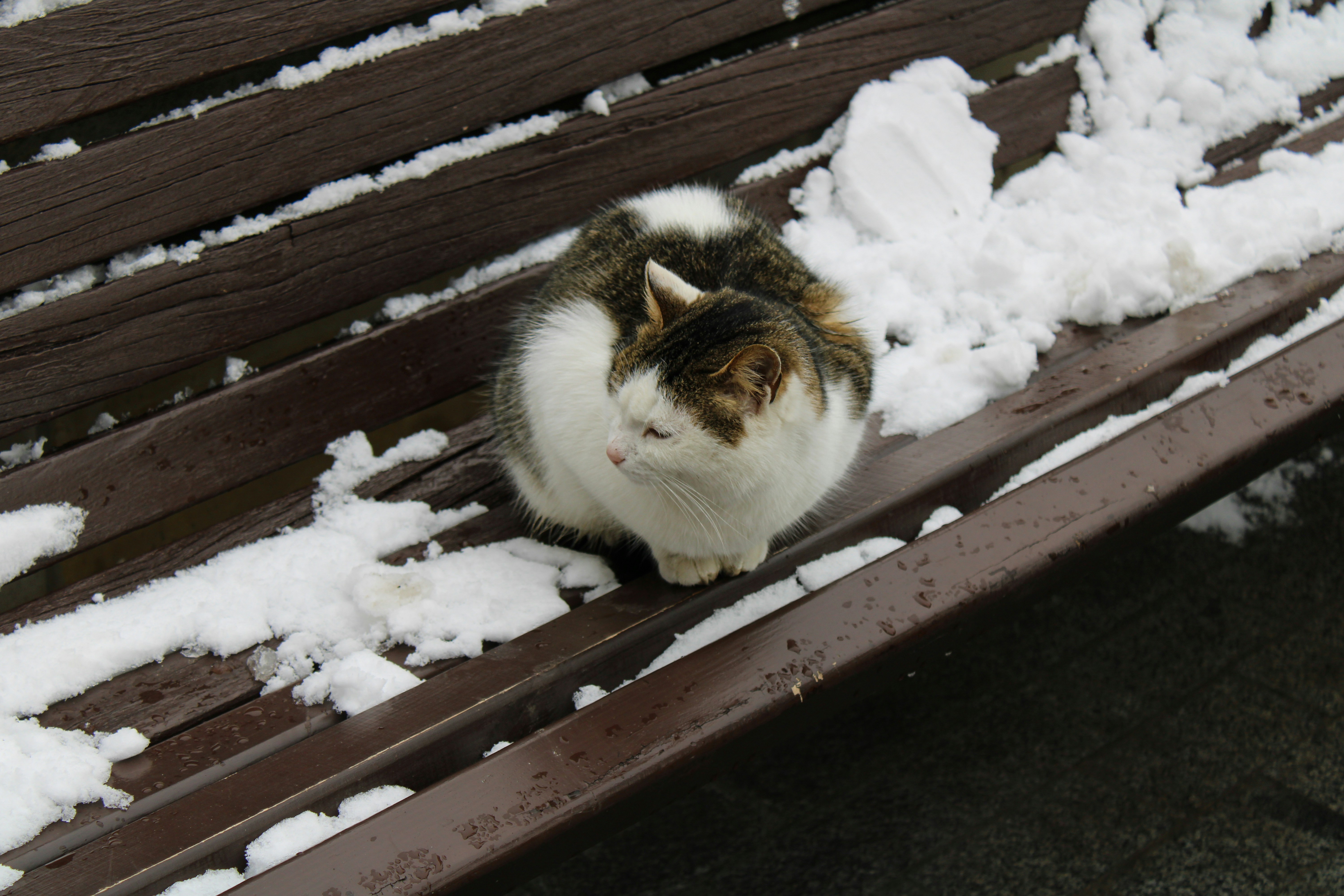 Cat on the bench