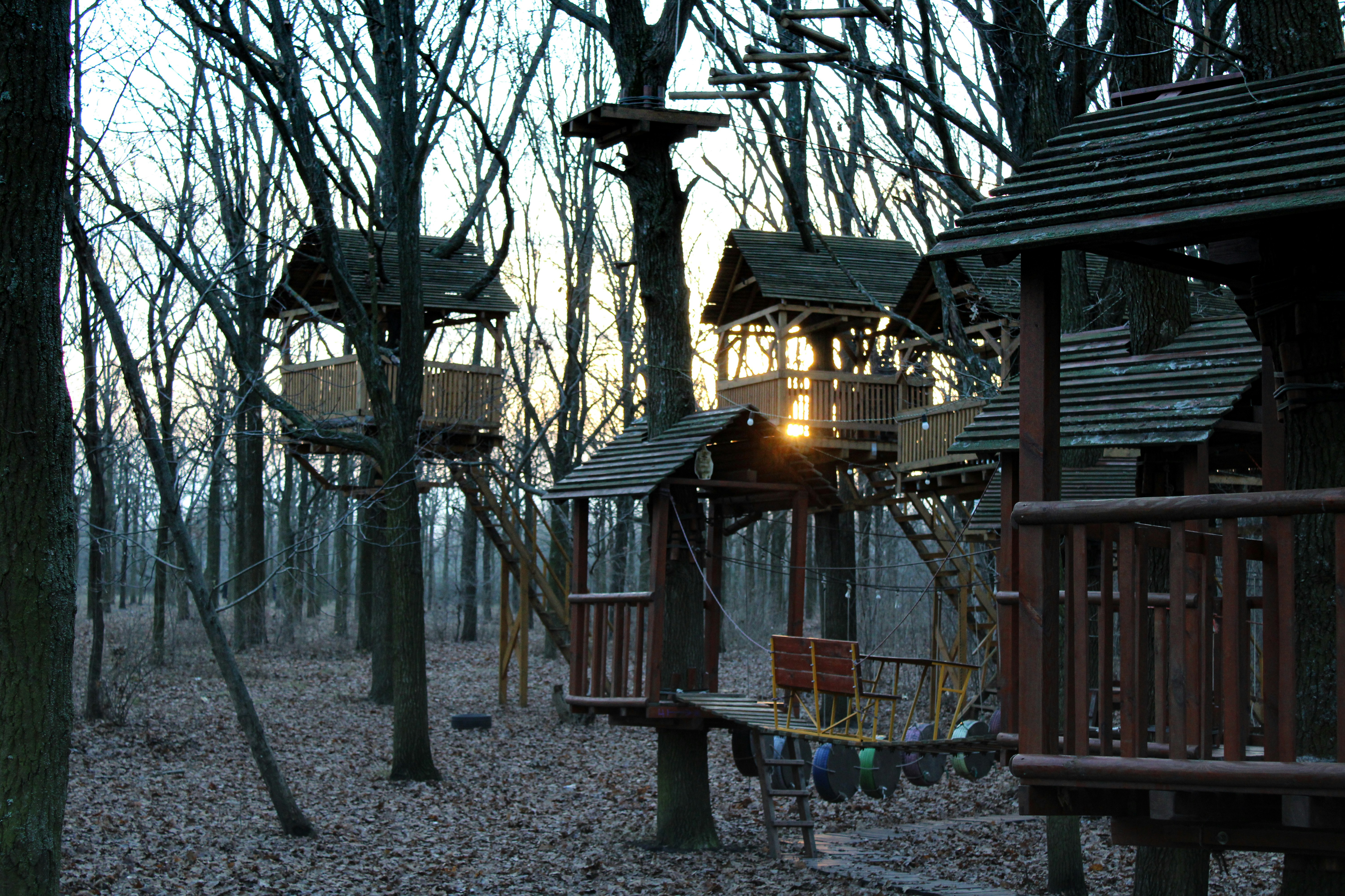 Sunlit Window Framing a Treehouse Haven in a Winter Forest