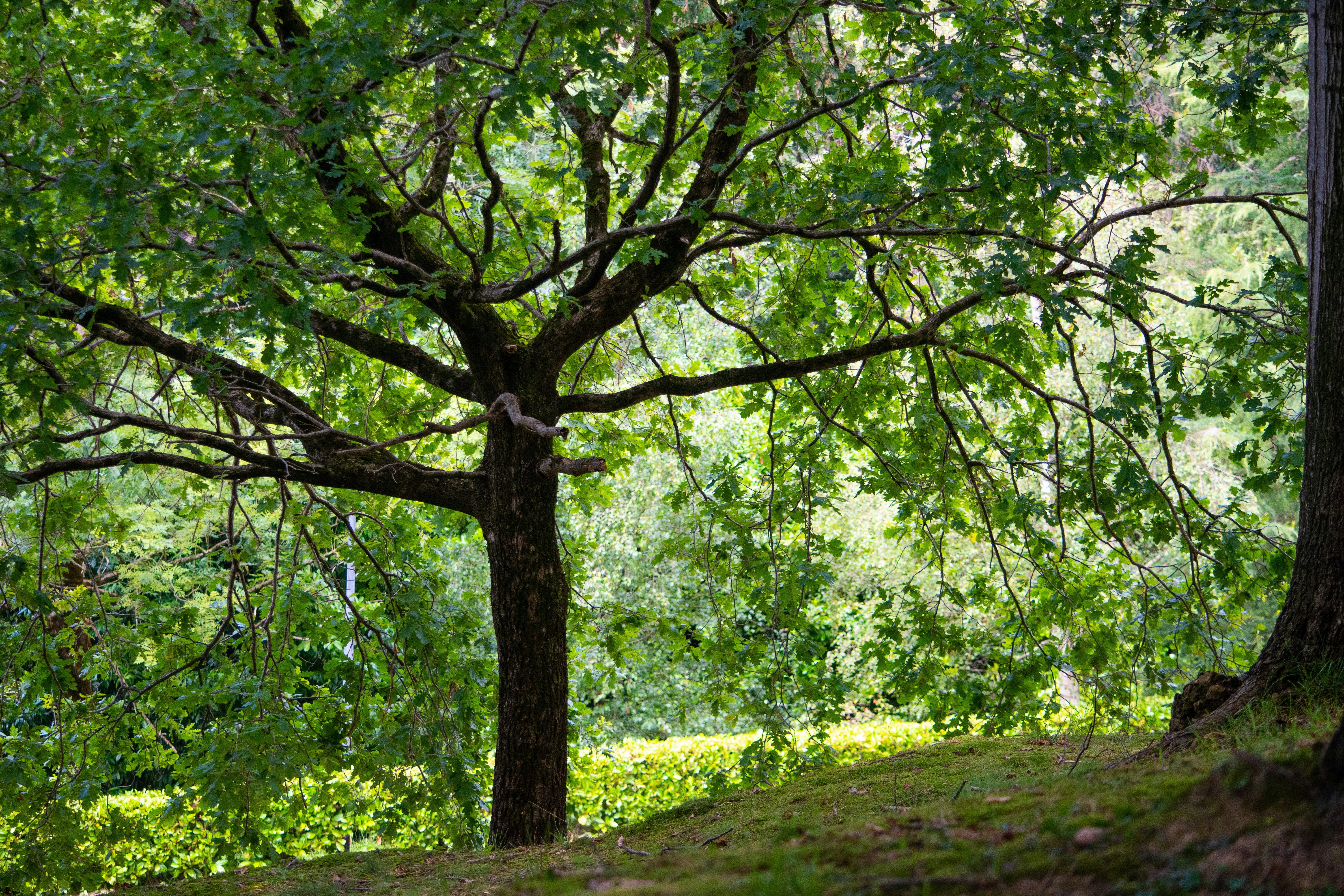 A majestic tree with sprawling branches enveloped in lush green foliage, set against a tranquil woodland backdrop. The scene invites a moment of reflection.